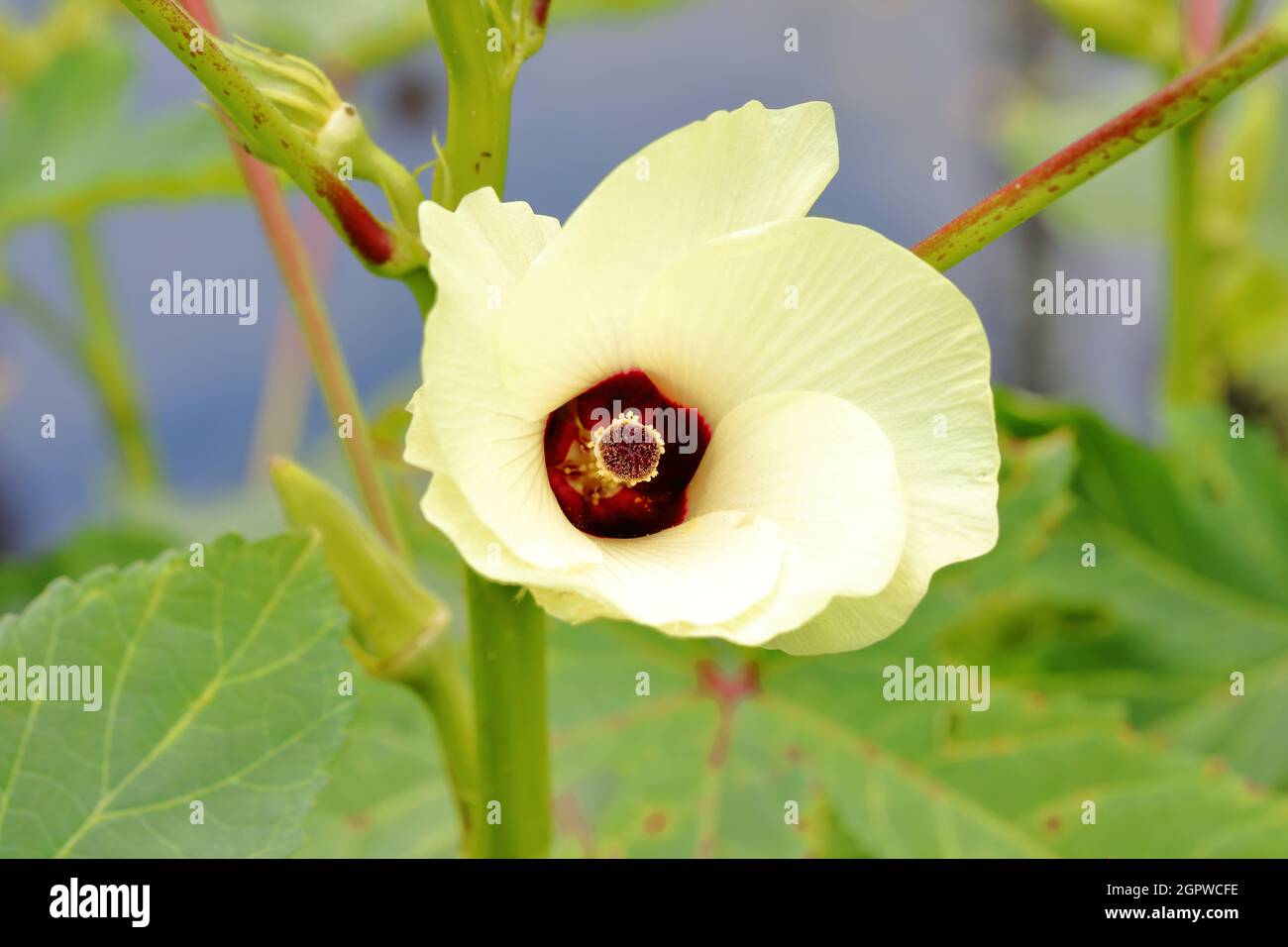 Okra planting hi-res stock photography and images - Alamy