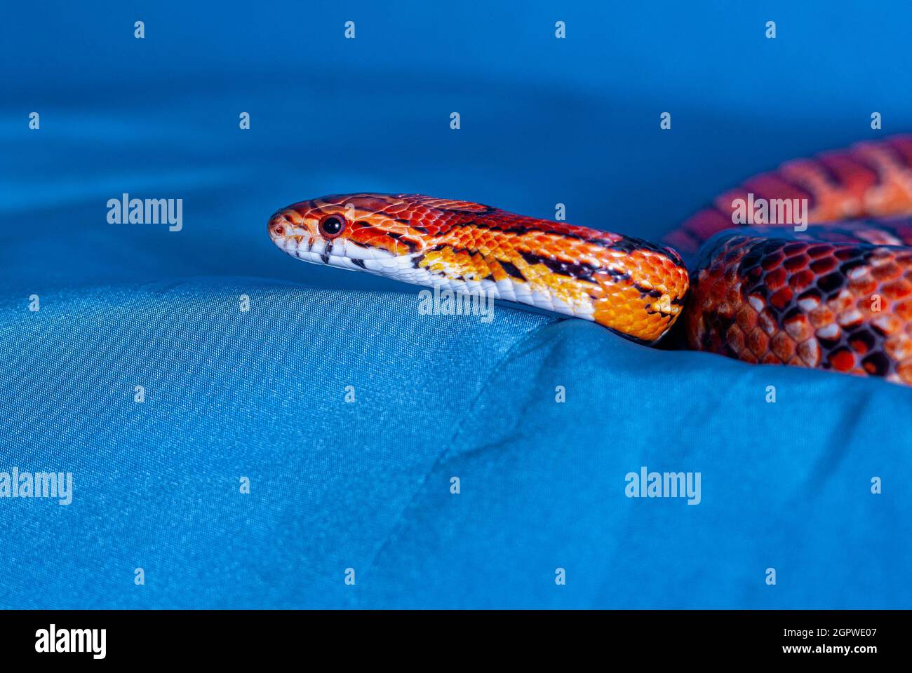 Beauty rat snake hi-res stock photography and images - Alamy