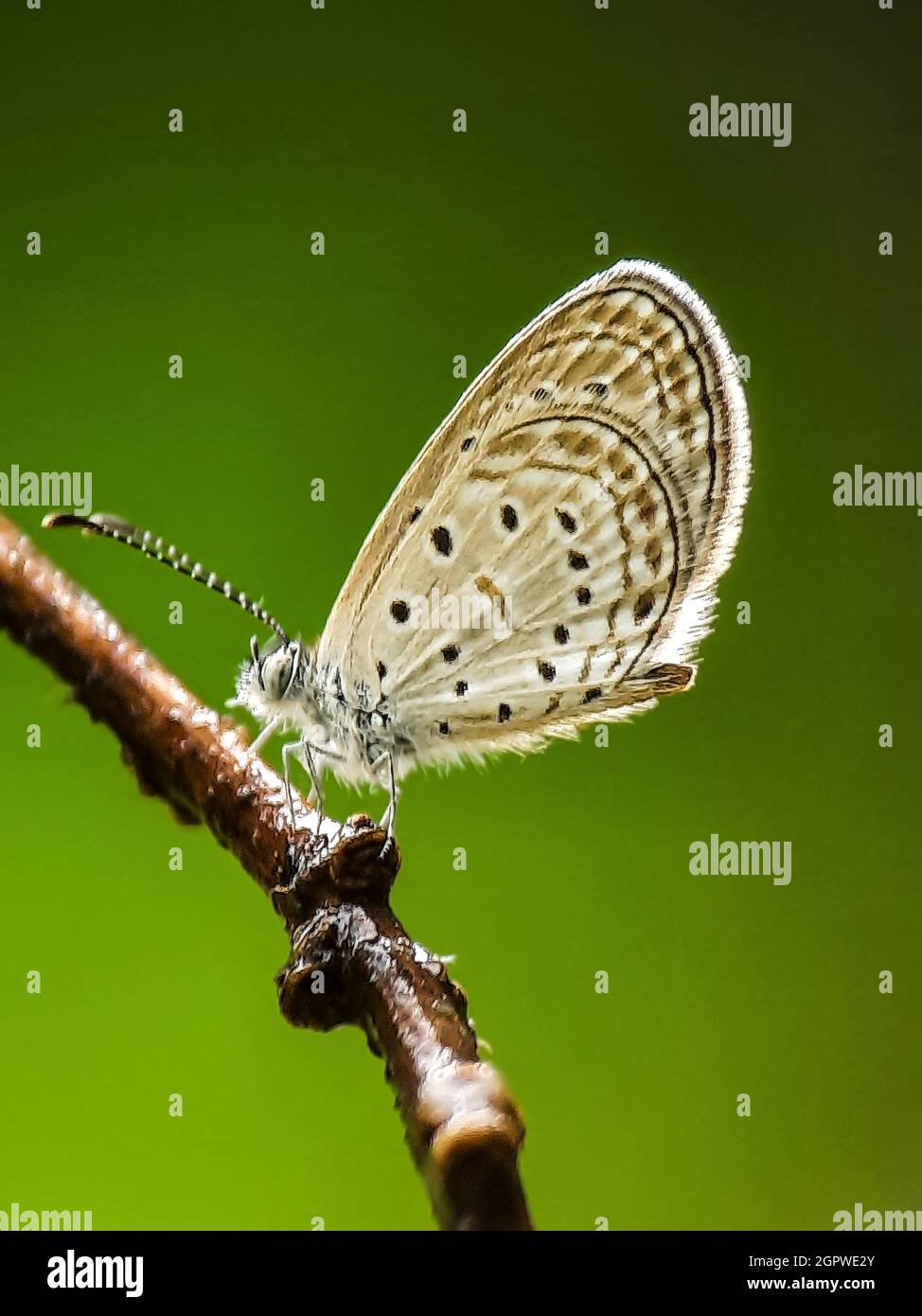 Tiny moths hi-res stock photography and images - Alamy