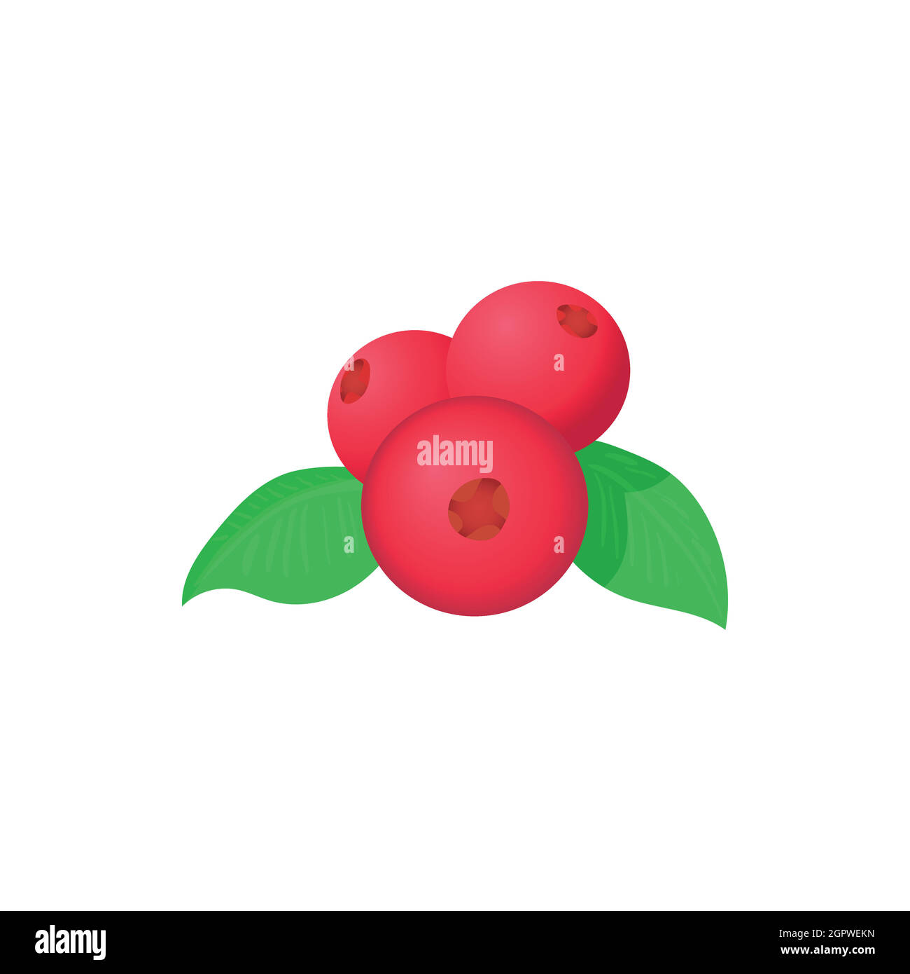 Red currant icon, cartoon style Stock Vector Image & Art - Alamy