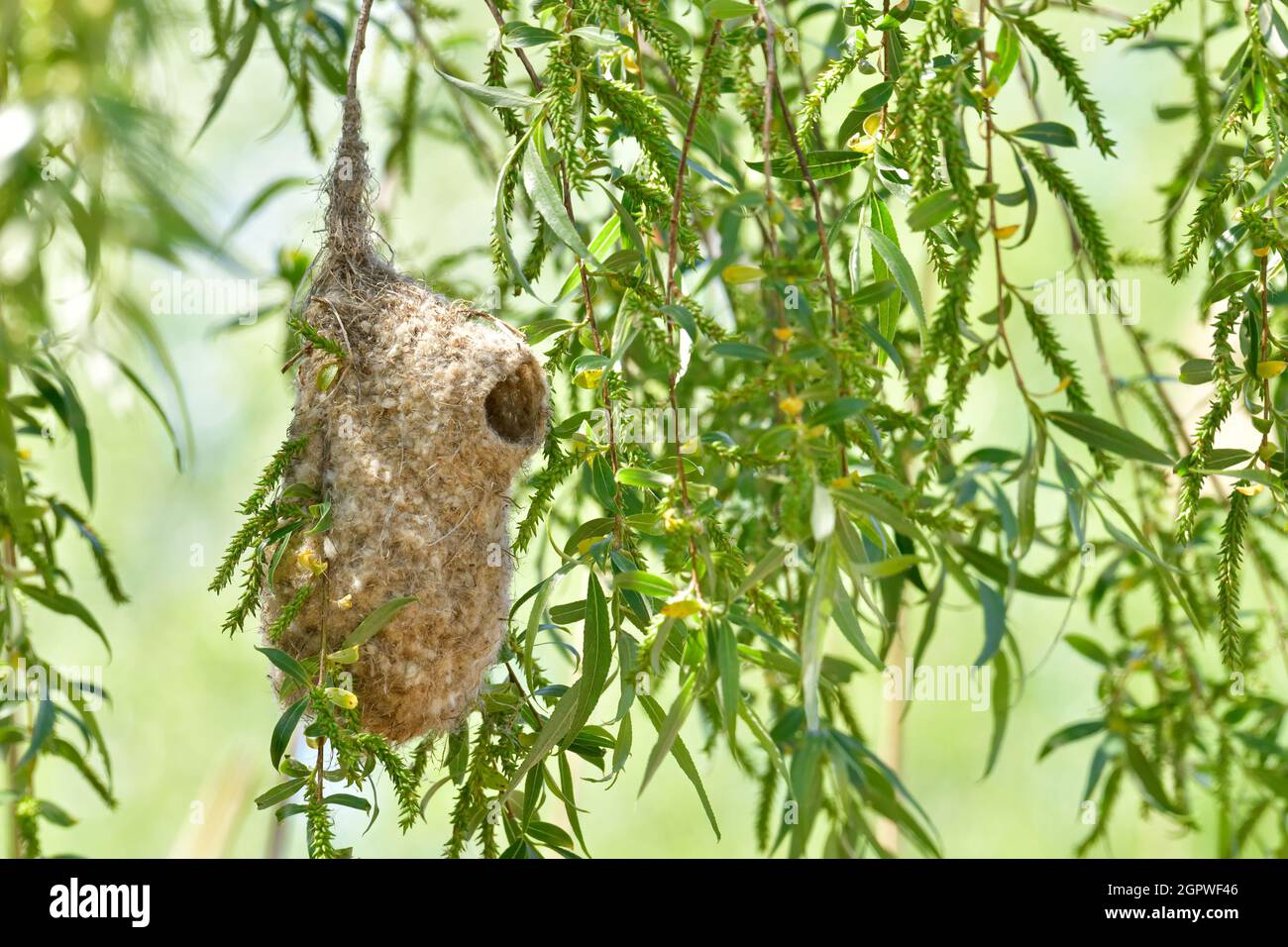 Nest of a penduline tit (Remiz pendulinus) hanging from a willow tree ...
