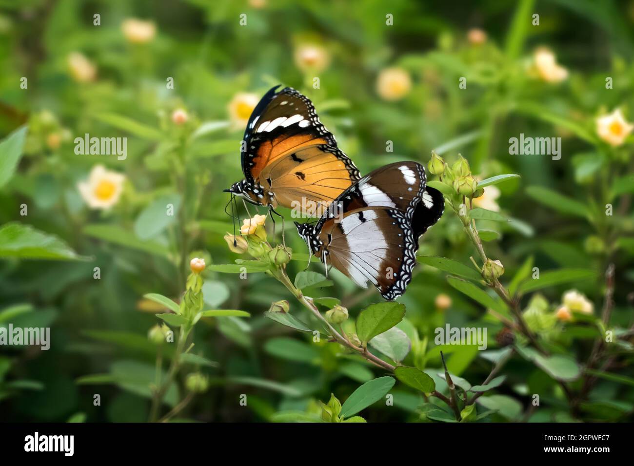 Mating monarch butterflies hi-res stock photography and images - Alamy