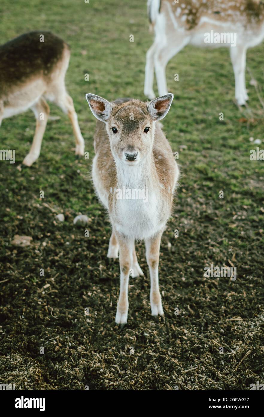 Bambi head hi-res stock photography and images - Alamy