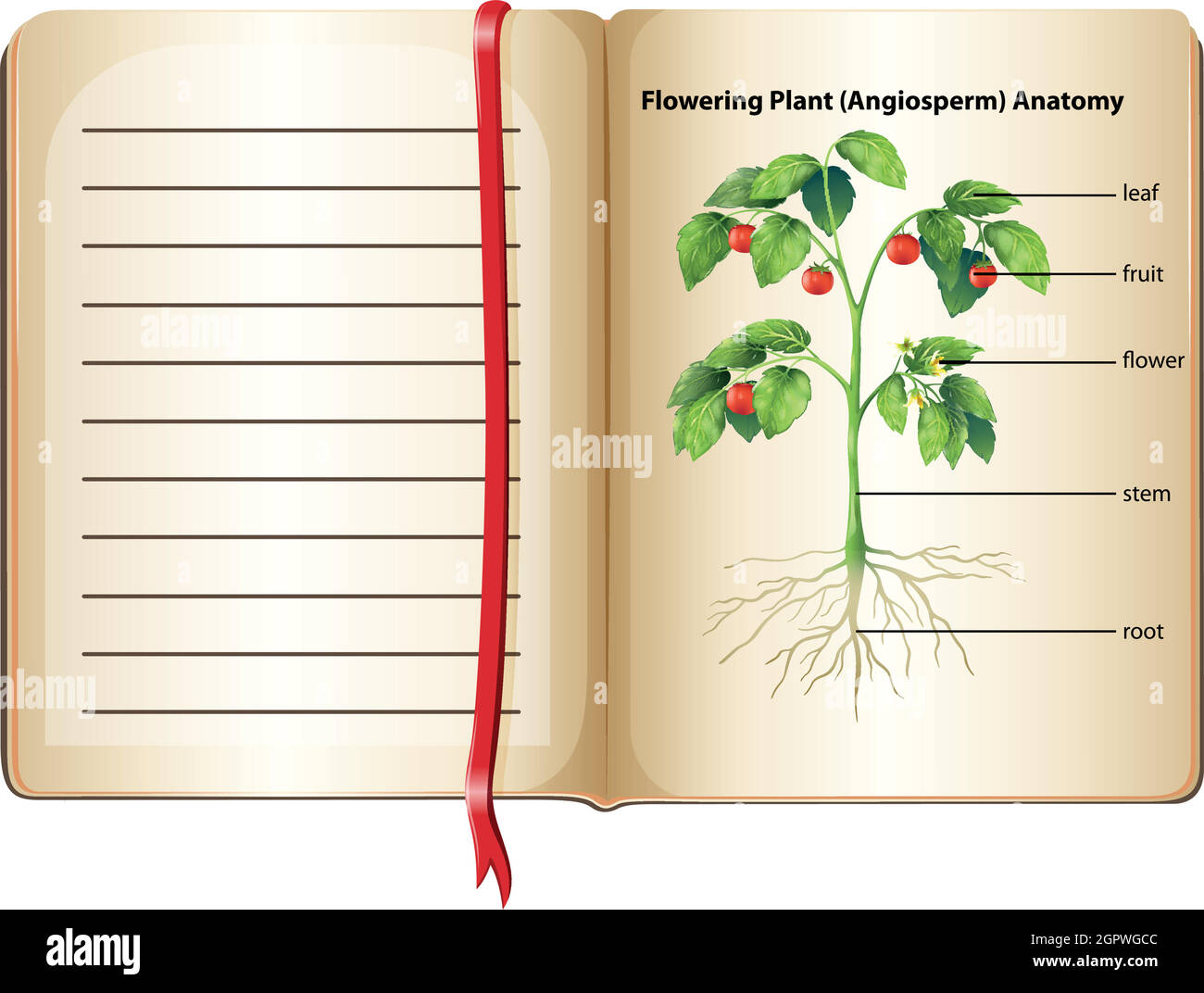 Anatomy fruit Stock Vector Images - Alamy