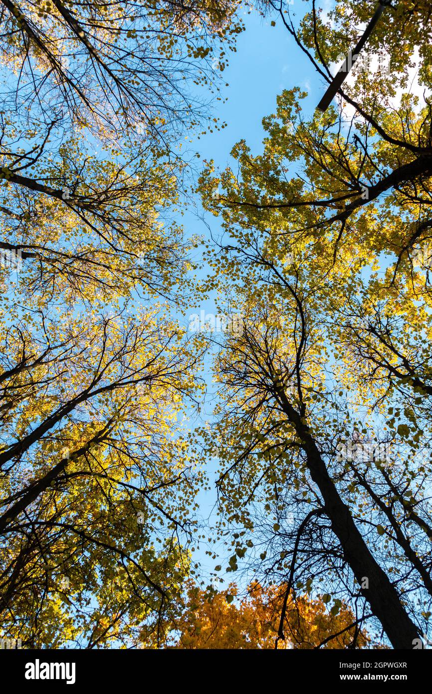 autumn trees wide angle view against blue sky Stock Photo - Alamy