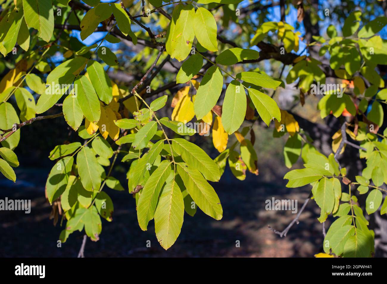 Walnut tree leaves hi-res stock photography and images - Alamy