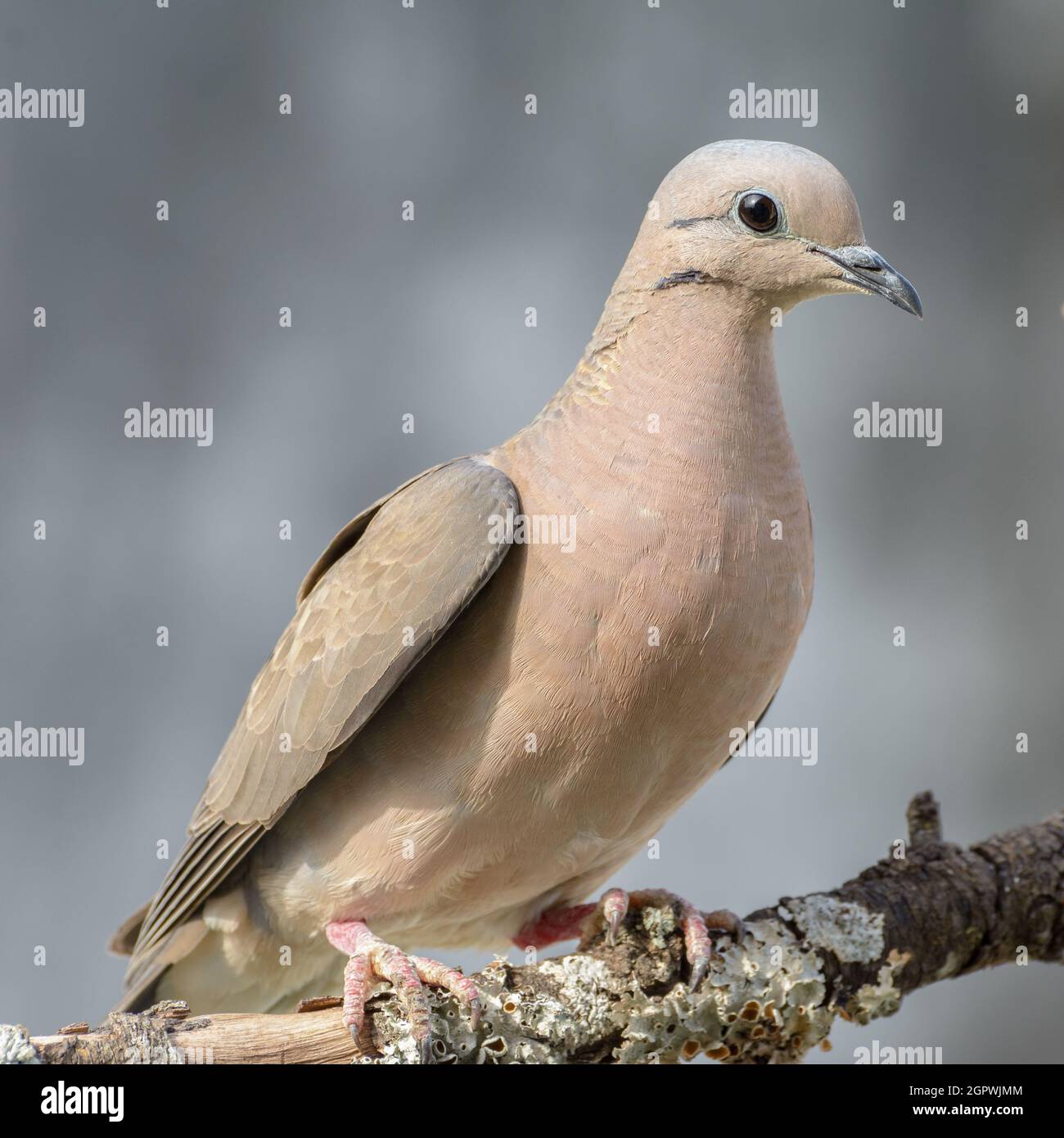 Doves argentina hi-res stock photography and images - Alamy