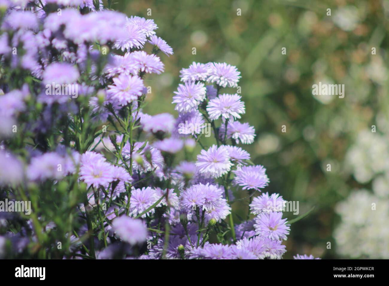 Margaret field hi-res stock photography and images - Alamy