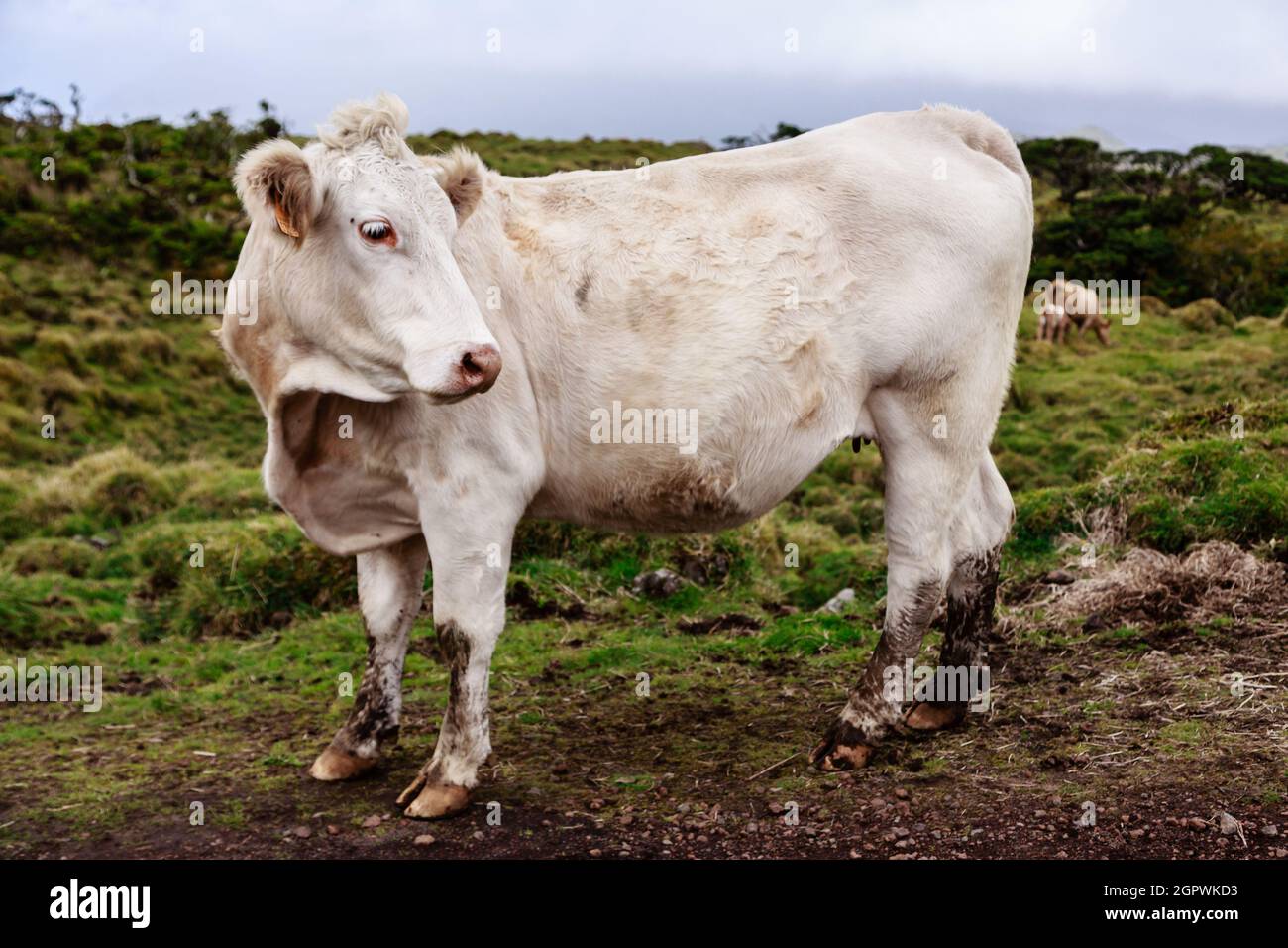 Cattle grazing pico island hi-res stock photography and images - Alamy