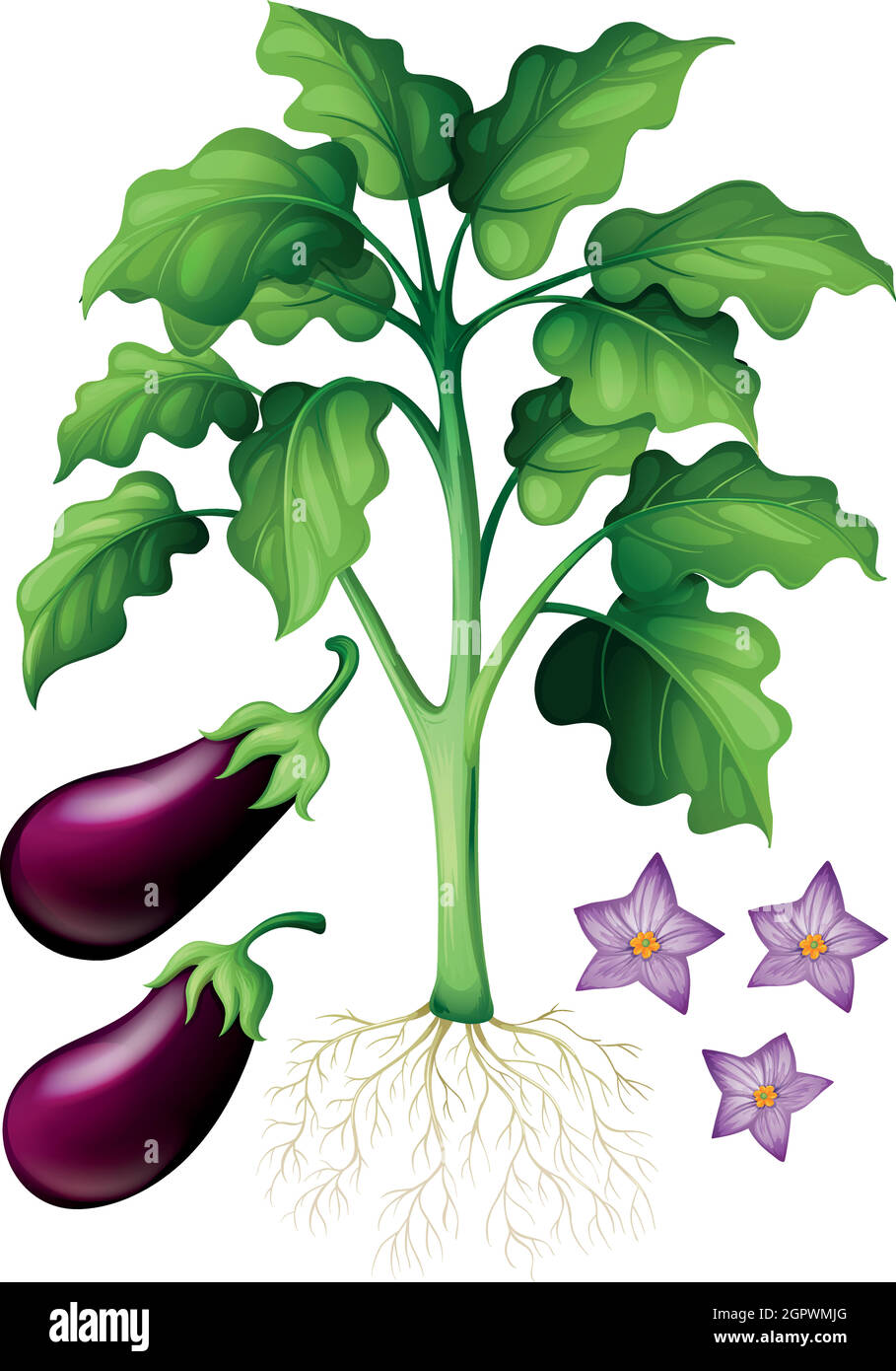 Eggplants with flower and roots Stock Vector Image & Art - Alamy