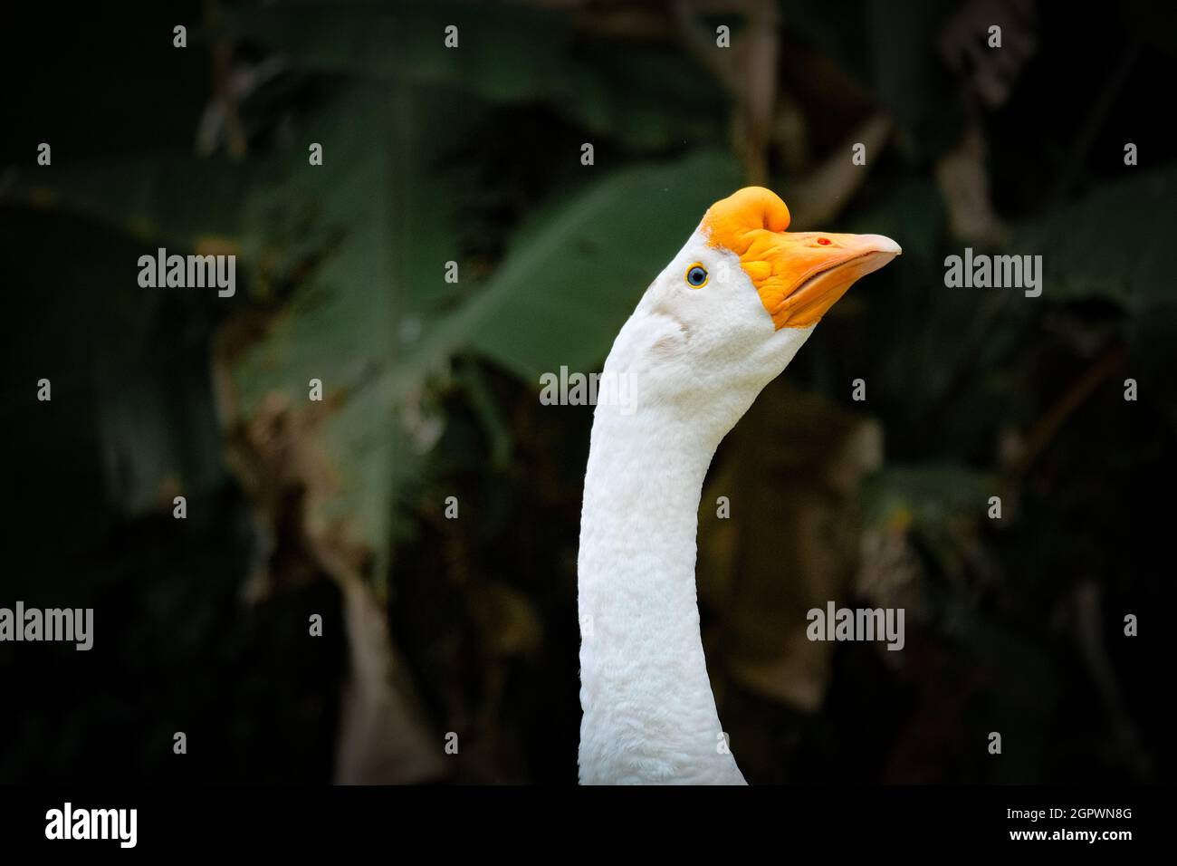 Bukit asahan hi-res stock photography and images - Alamy