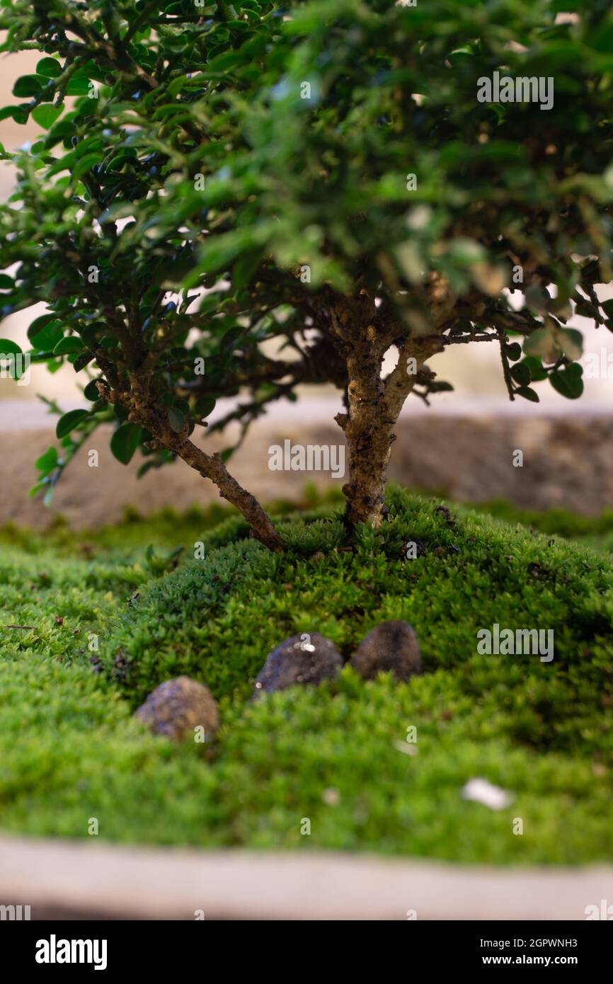 Simple bonsai hi-res stock photography and images - Alamy
