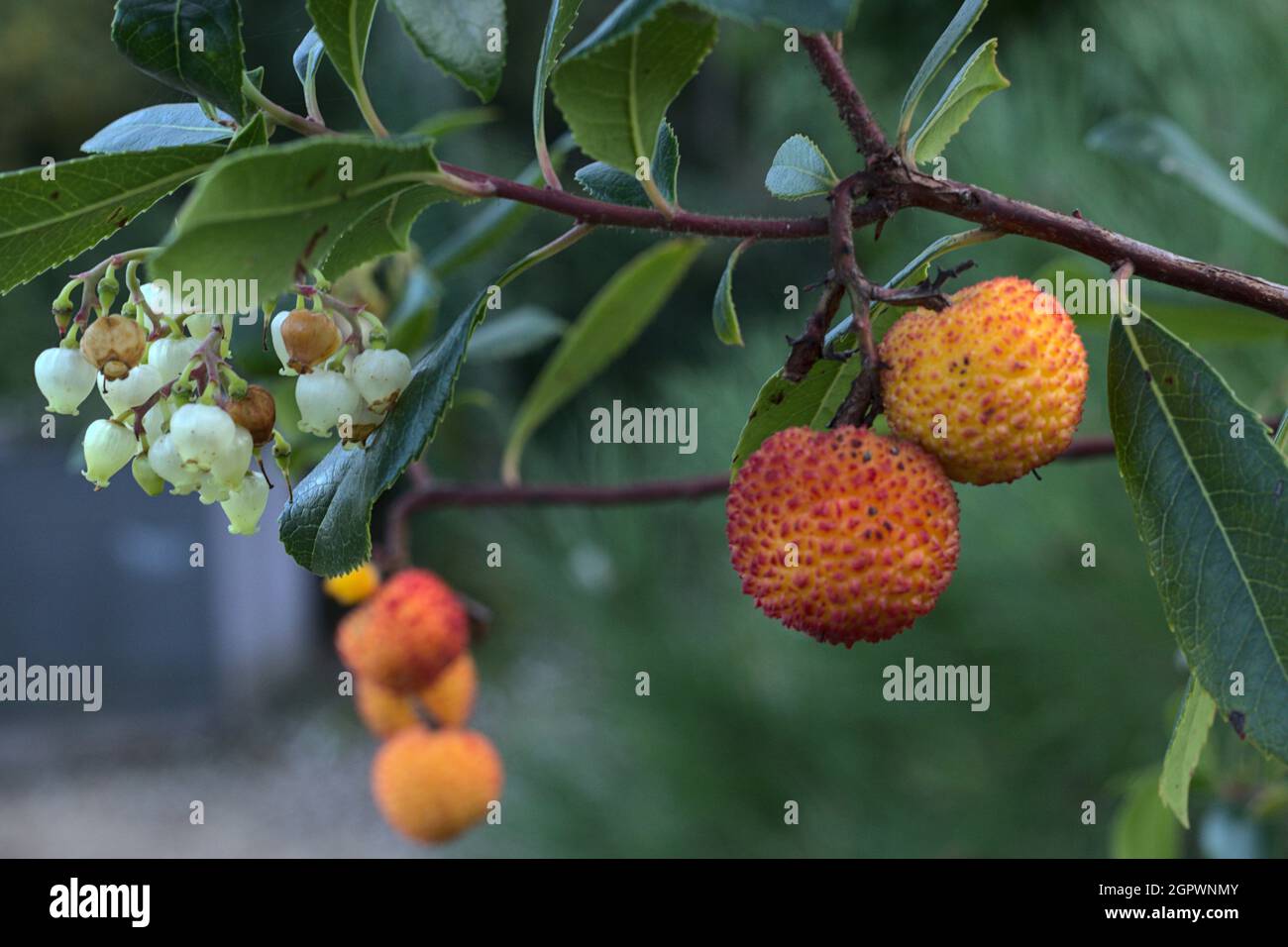 Proibido hi-res stock photography and images - Alamy