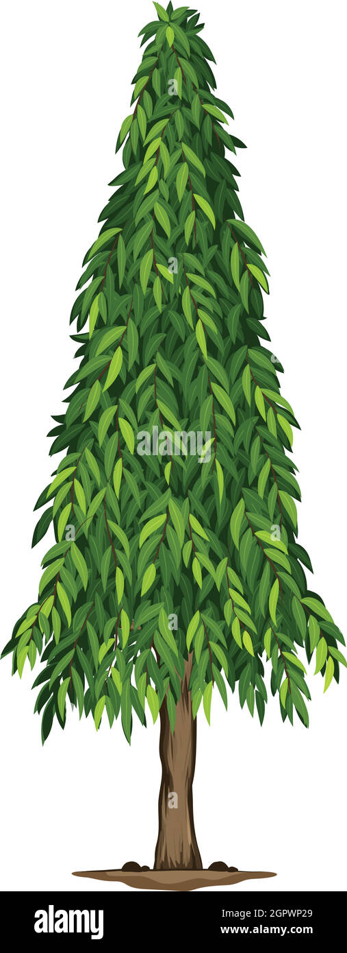 Ashoka plant hi-res stock photography and images - Alamy