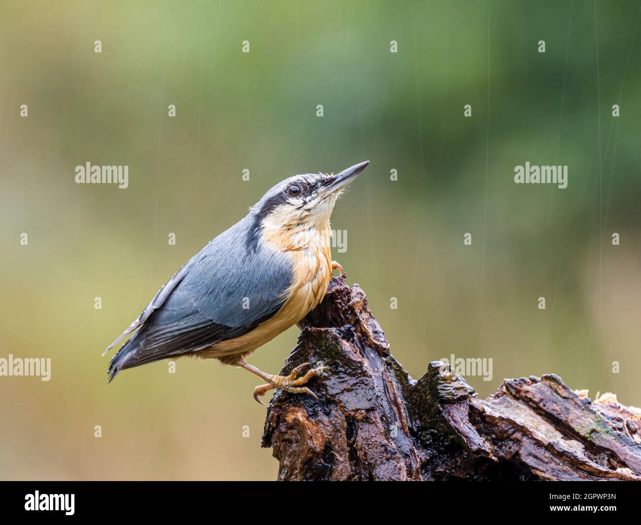 Welsh rain hi-res stock photography and images - Alamy