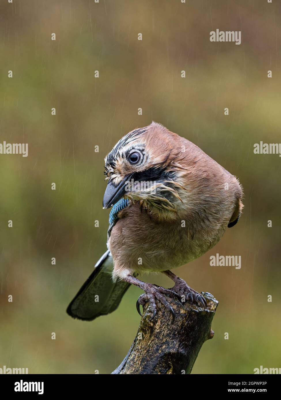 Welsh garden birds hi-res stock photography and images - Alamy