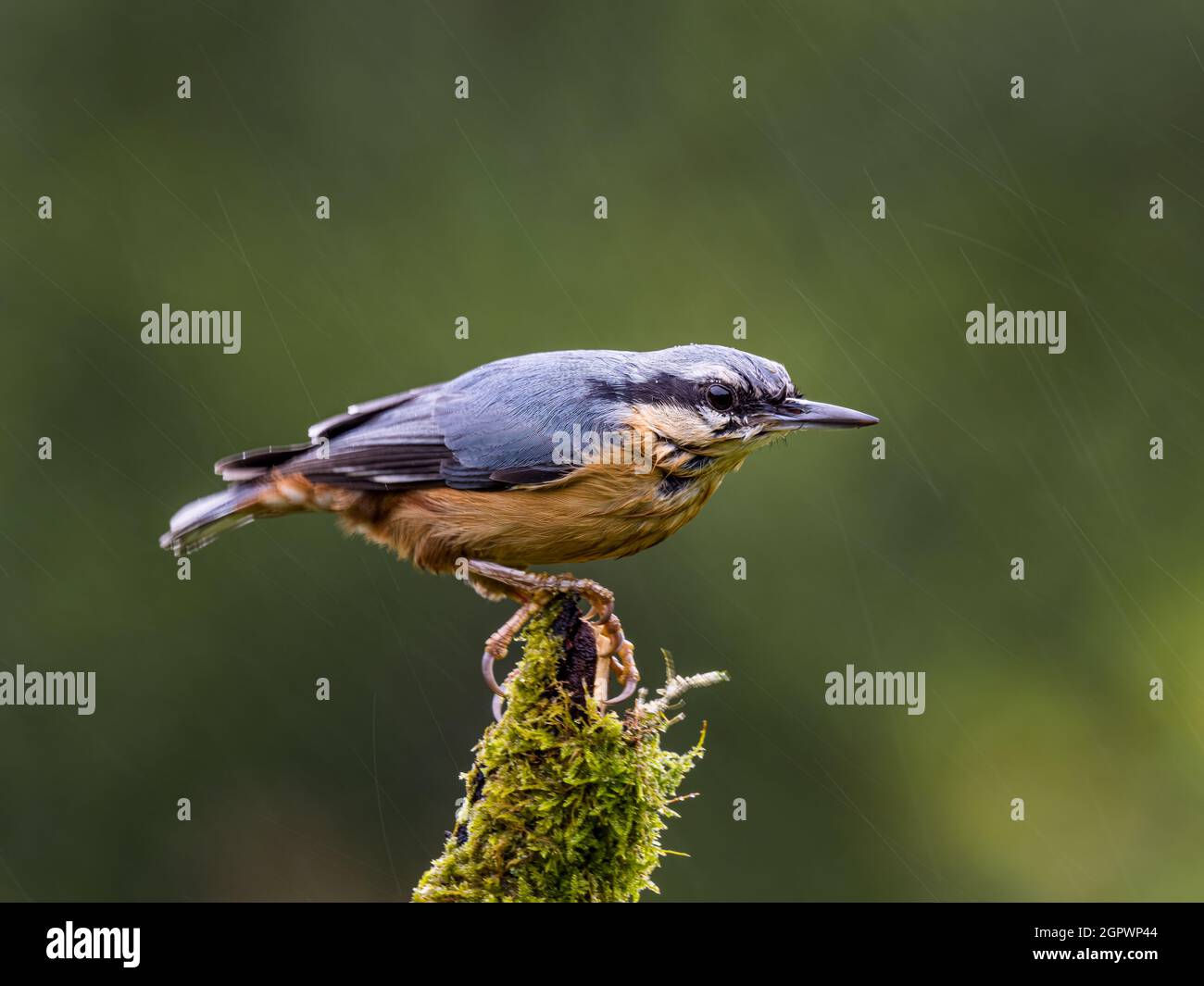 Nuthatch in early autumn rain in mid Wales Stock Photo - Alamy