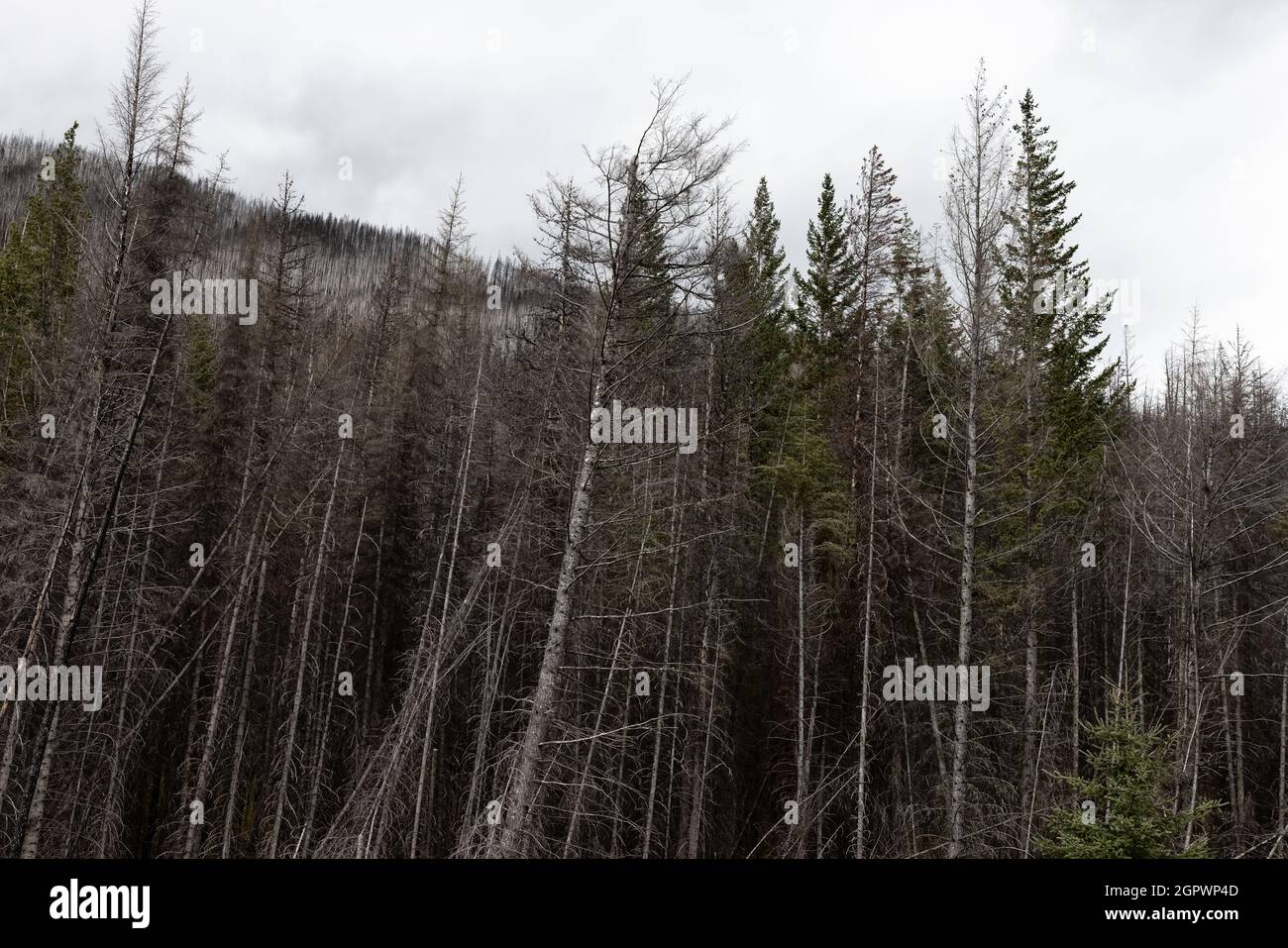 Trees in the Canadian Rocky Mountains Devestated and Burned by the ...