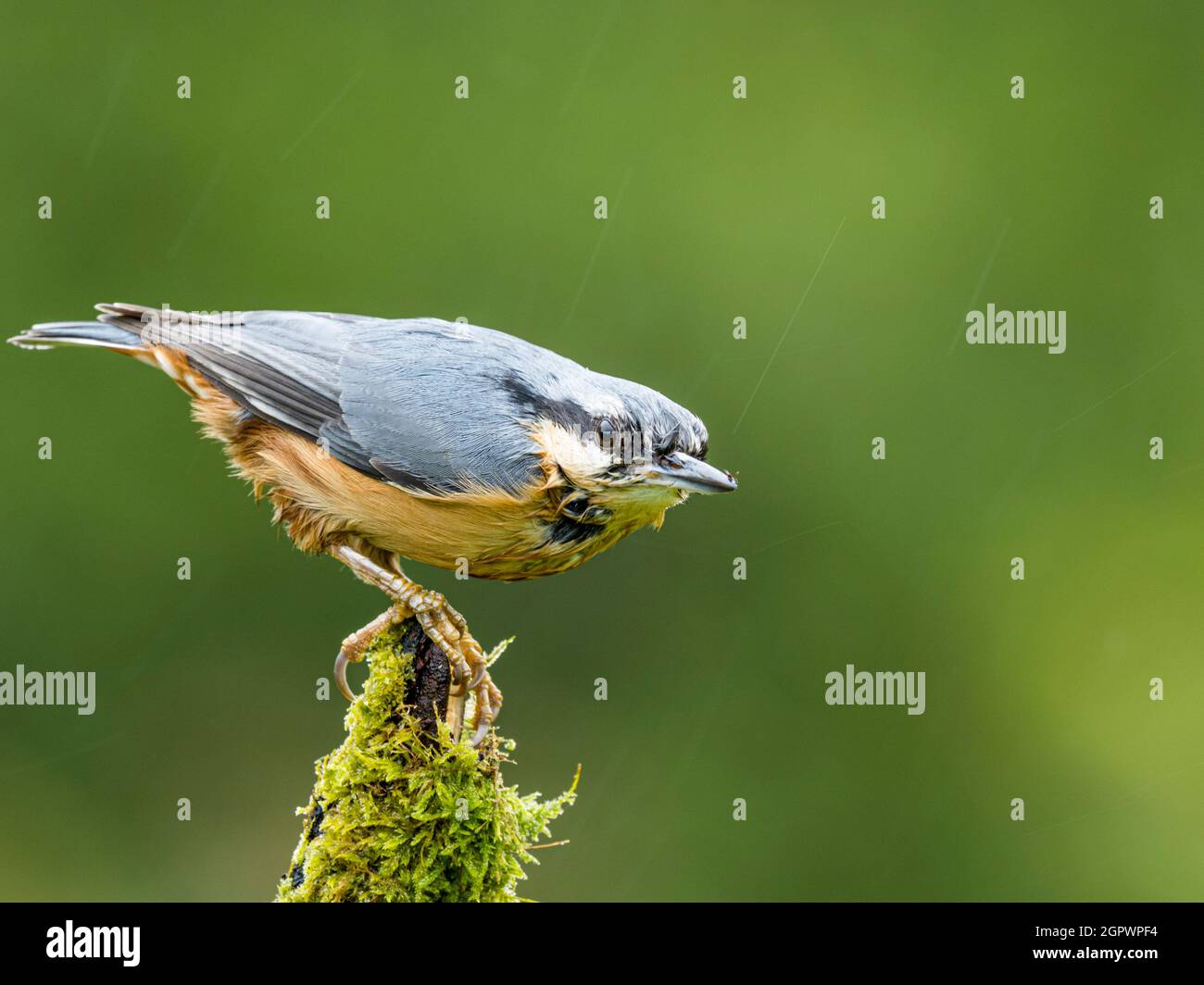 Nuthatch in early autumn rain in mid Wales Stock Photo - Alamy