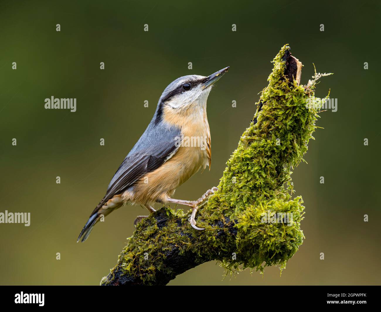 Nuthatch in early autumn rain in mid Wales Stock Photo - Alamy