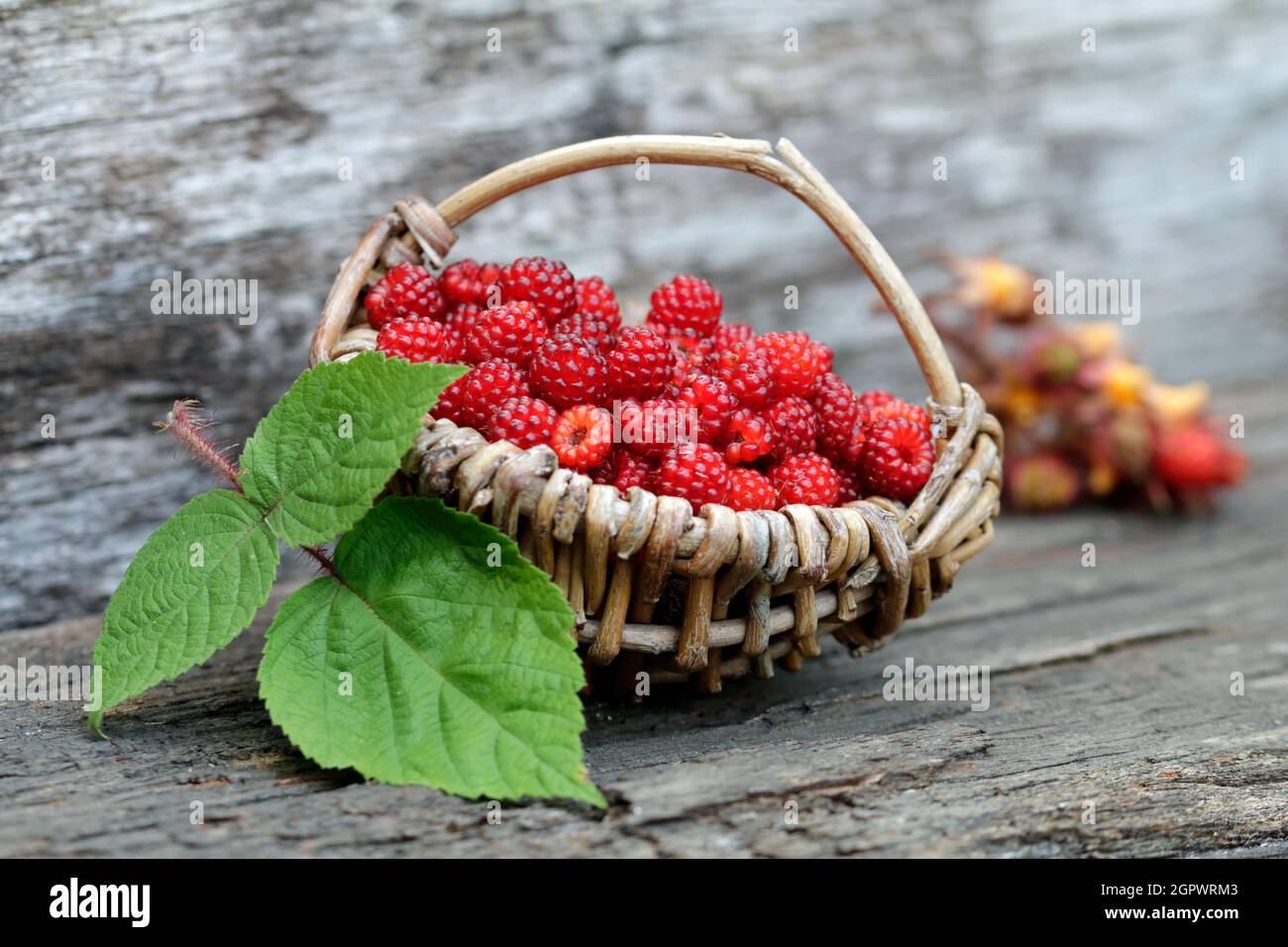 Japanese wine berries hi-res stock photography and images - Alamy