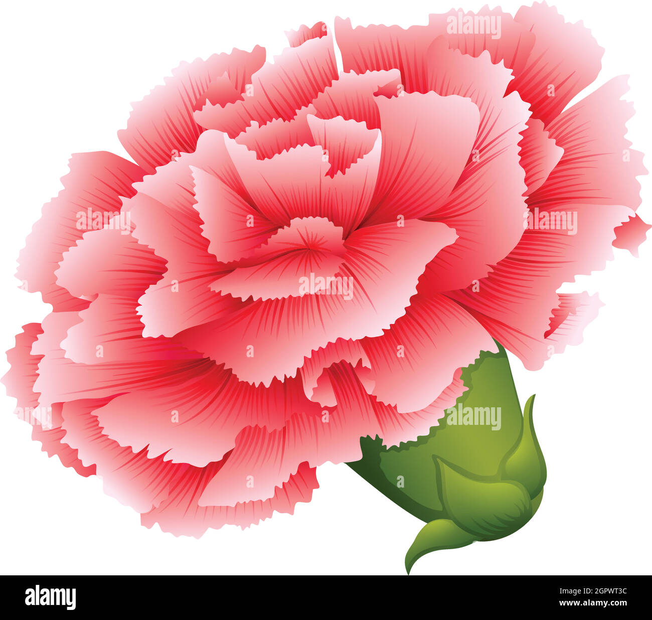 Carnation pink flower Stock Vector Images - Alamy