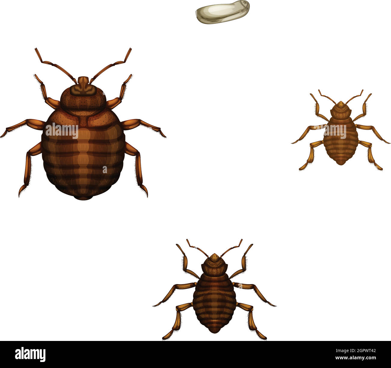Bed bug life cycle Stock Vector Image & Art - Alamy