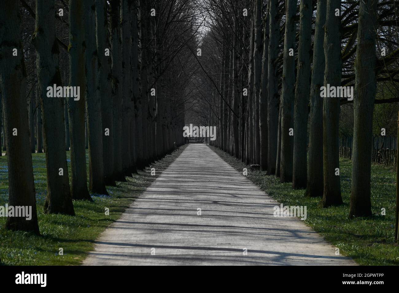 Very old lime trees hi-res stock photography and images - Alamy