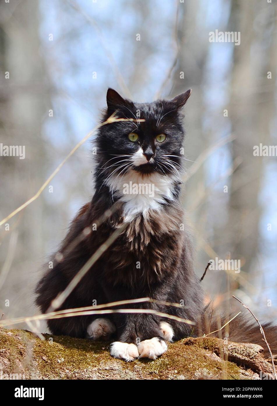 Wite cat hi-res stock photography and images - Alamy