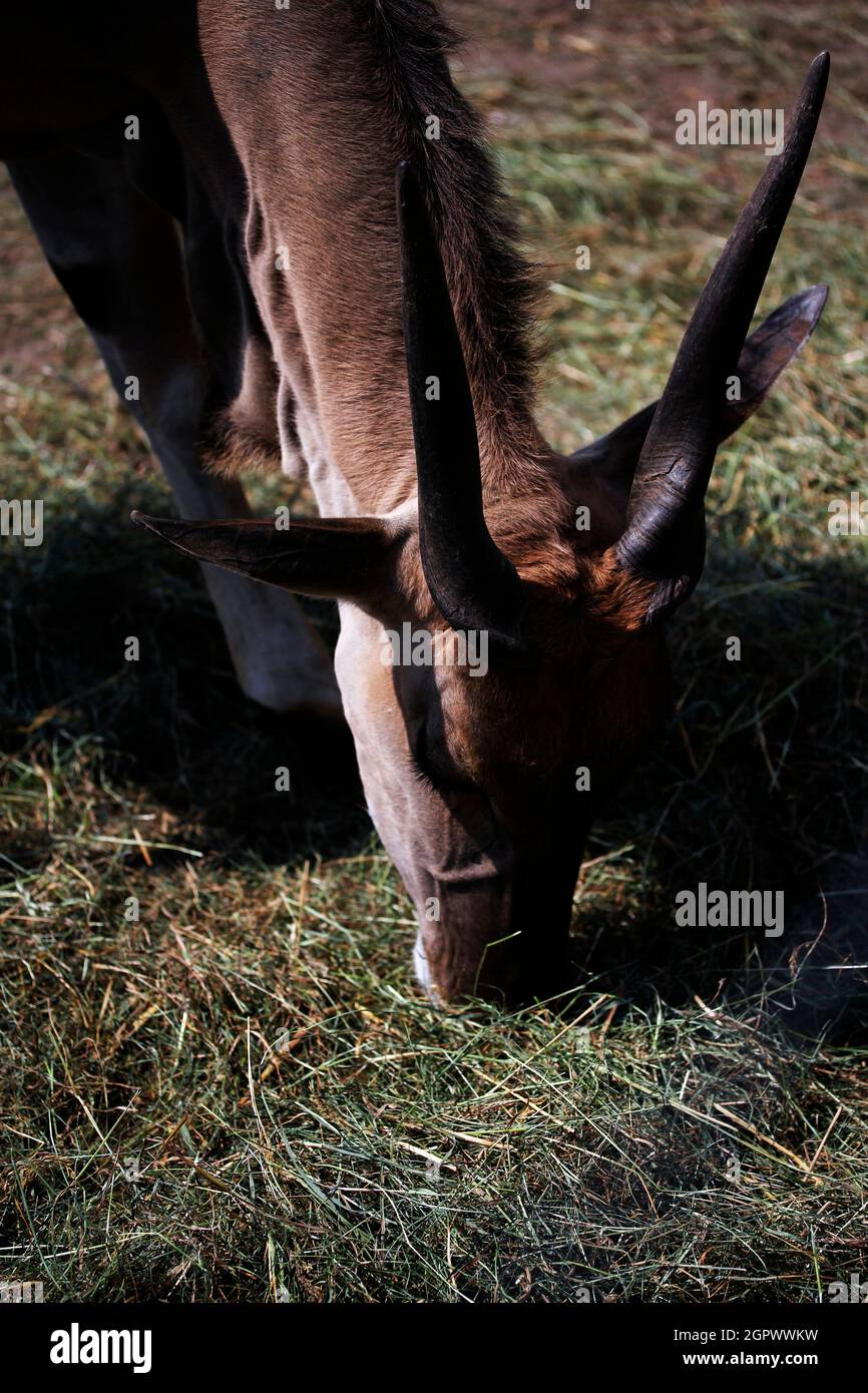 Gazelle eating plant hi-res stock photography and images - Alamy