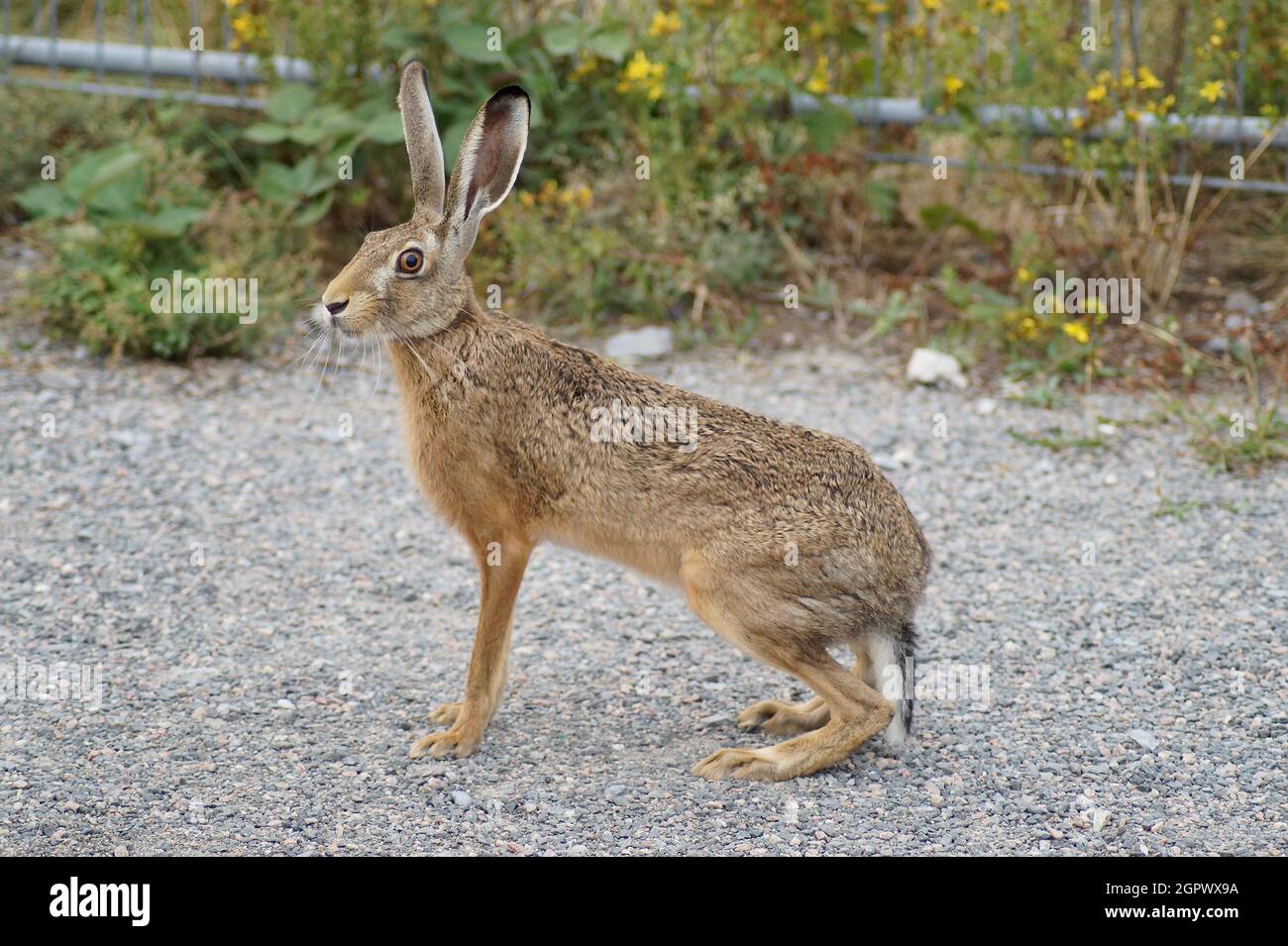 Hare rail hi-res stock photography and images - Alamy