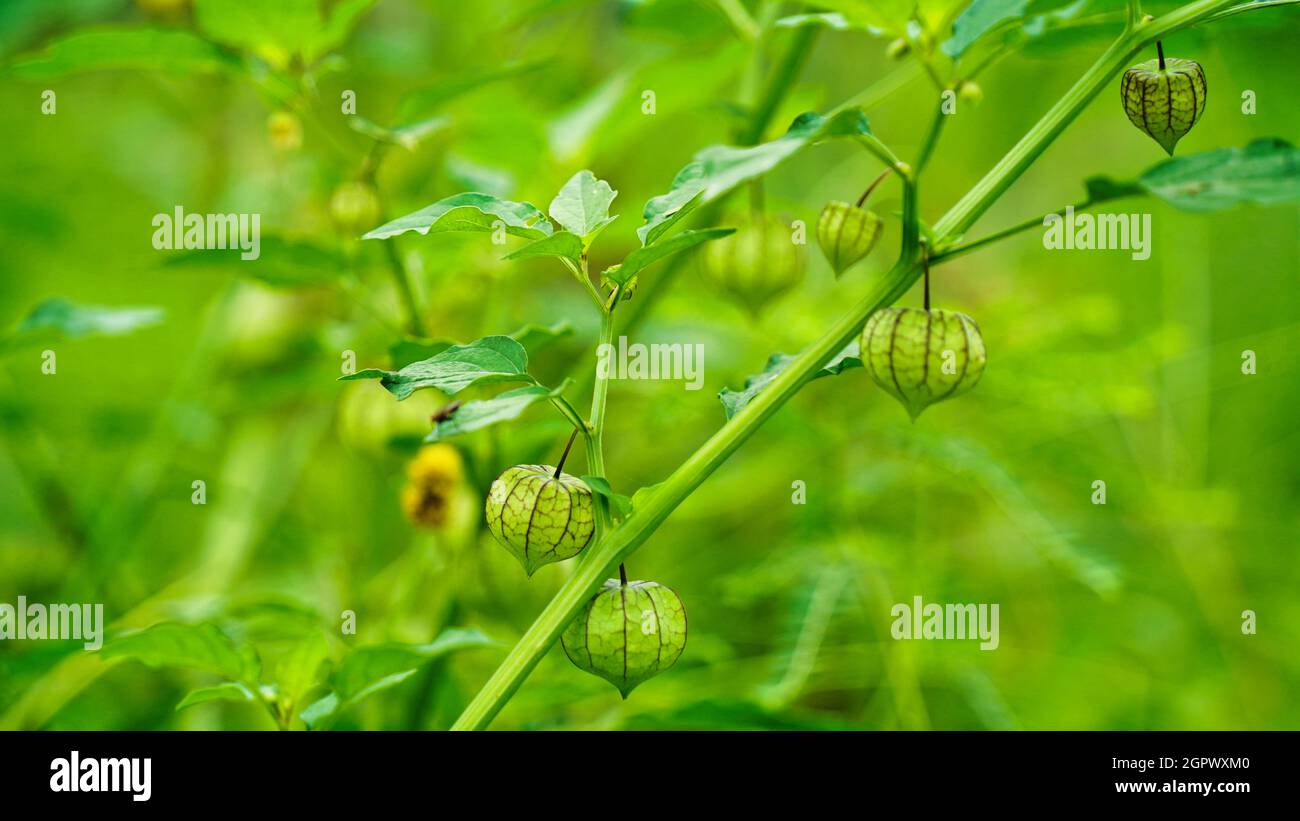 Gree fruits hi-res stock photography and images - Alamy