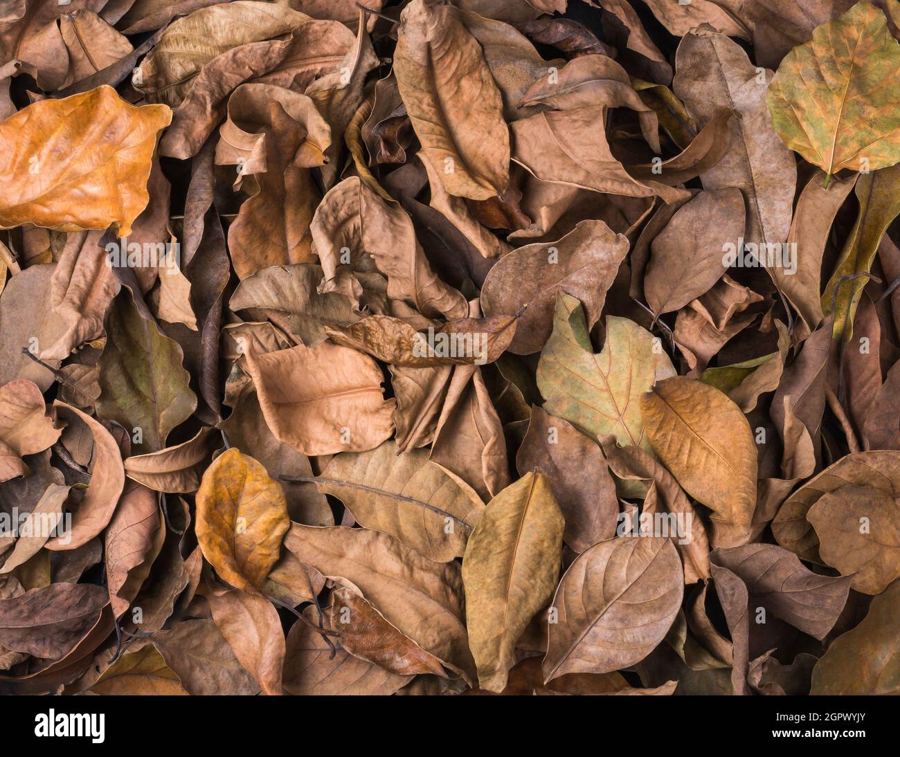 Wallpaper Of Dried Trees