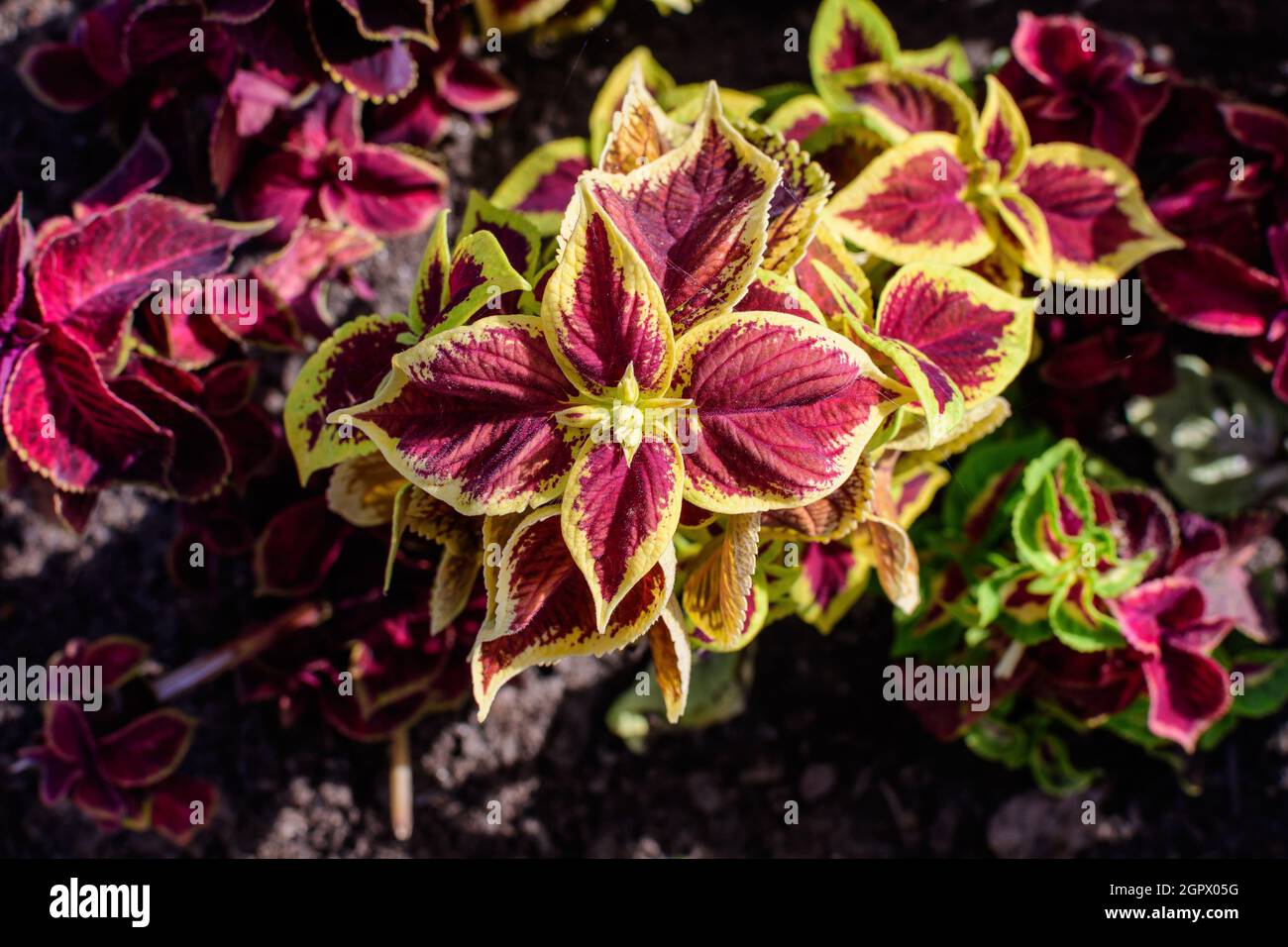 Many green and dark red leaves of coleus decorative plants in the ...