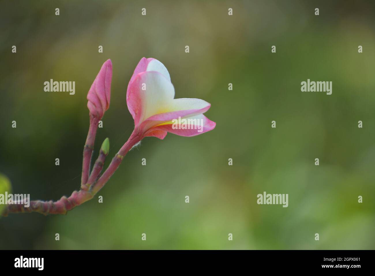 Pink kath golap flower hi-res stock photography and images - Alamy