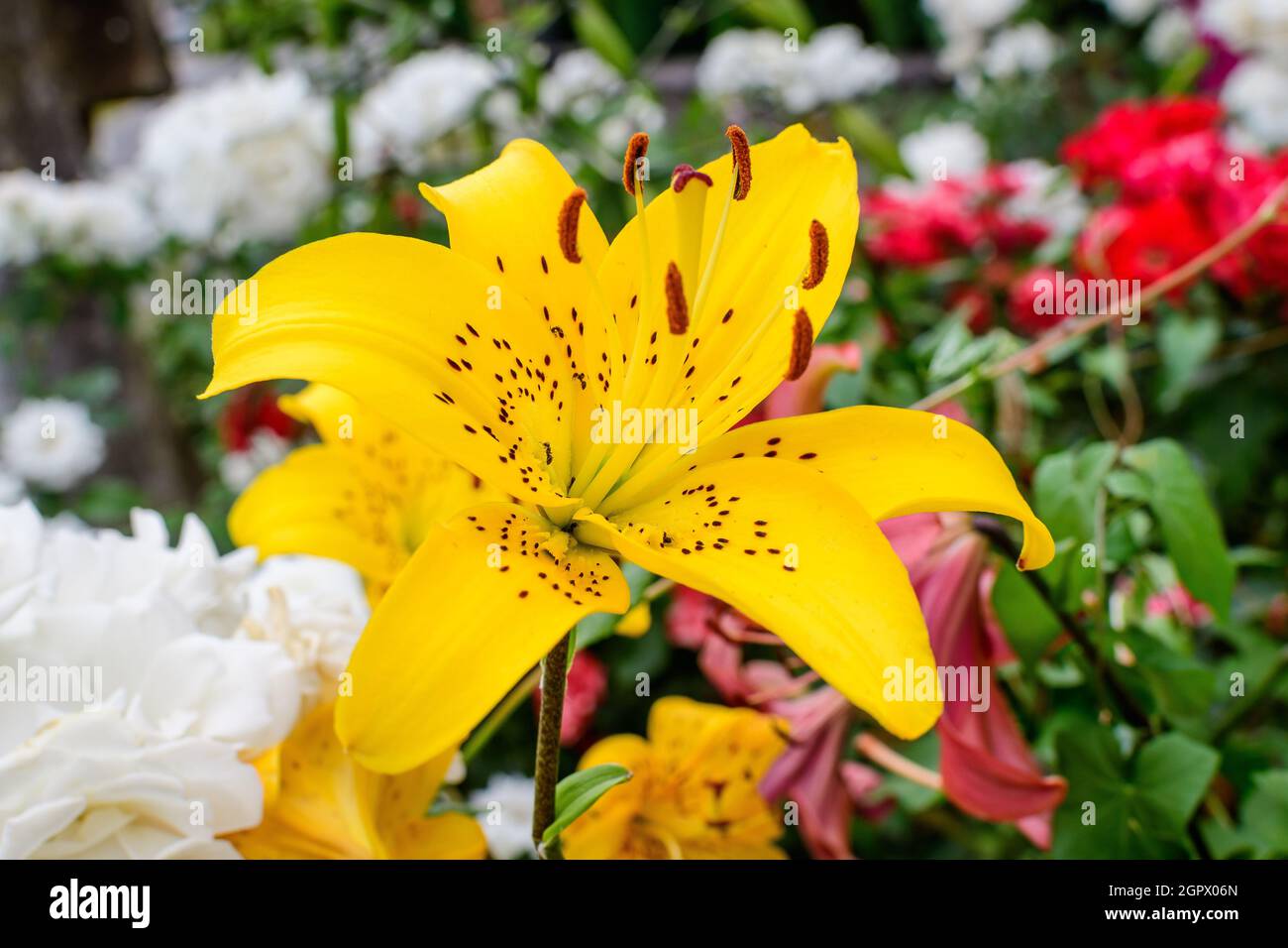 One large yellow flower of Lilium or Lily plant in a British cottage ...