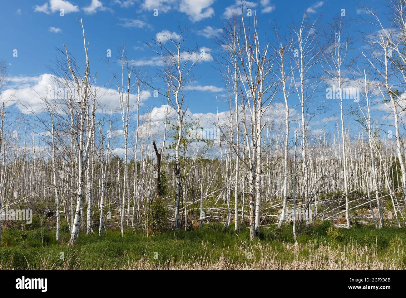 Dry birch trees in a swamp. White trunks of dead birch trees stand in ...