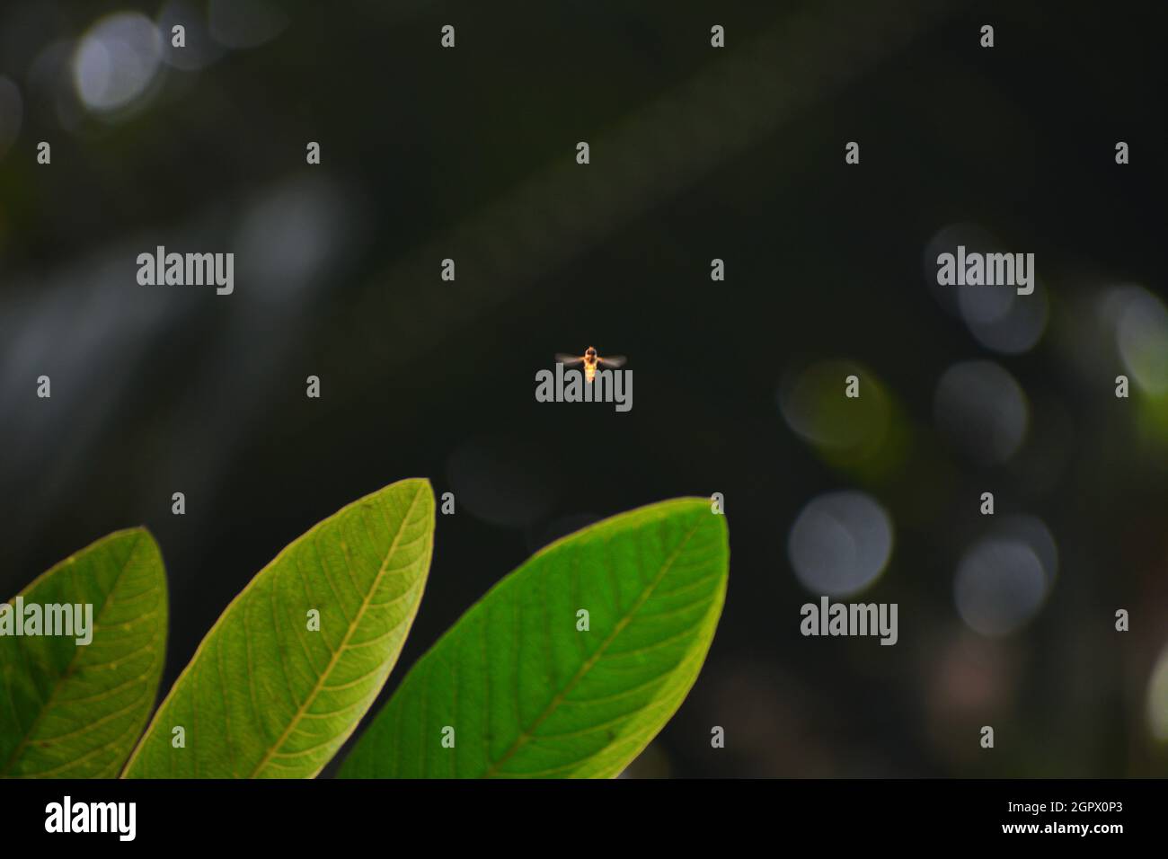 Small insect like honey bee Stock Photo - Alamy