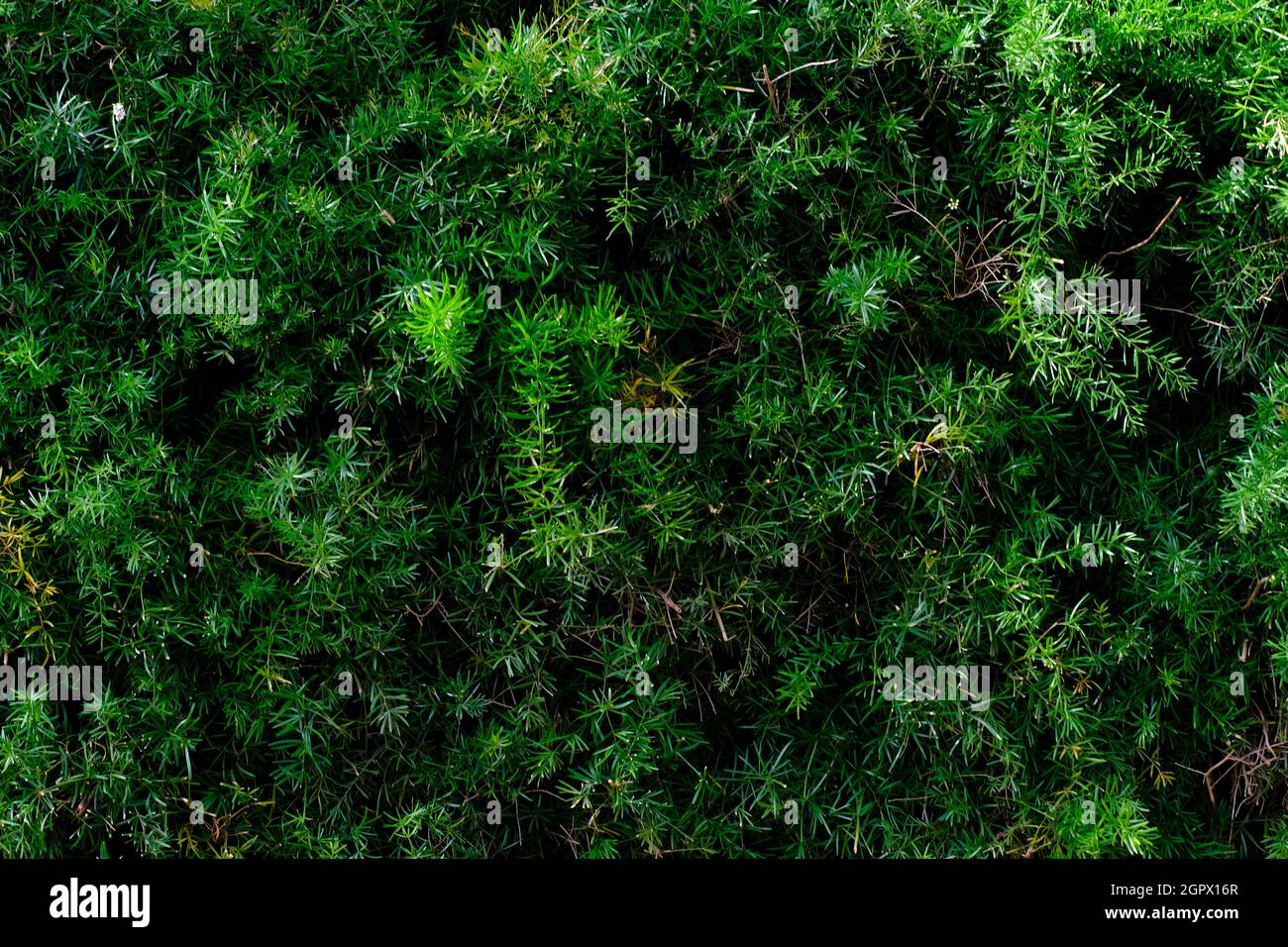 abstract backdrop or fresh green leaves texture background, monsoon ...