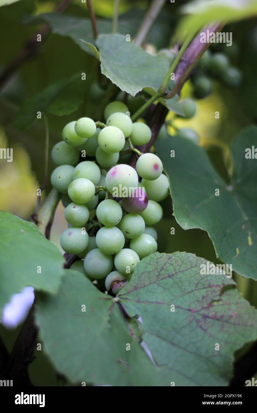 Vertical closeup of the bunch stem of green grapes Stock Photo - Alamy
