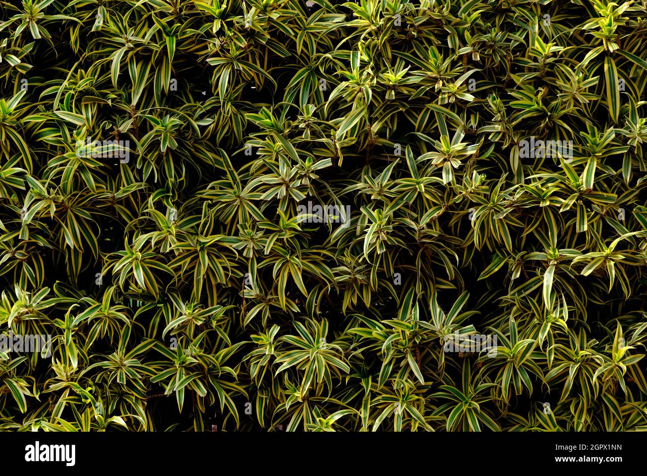 abstract backdrop or fresh green leaves texture background, monsoon ...