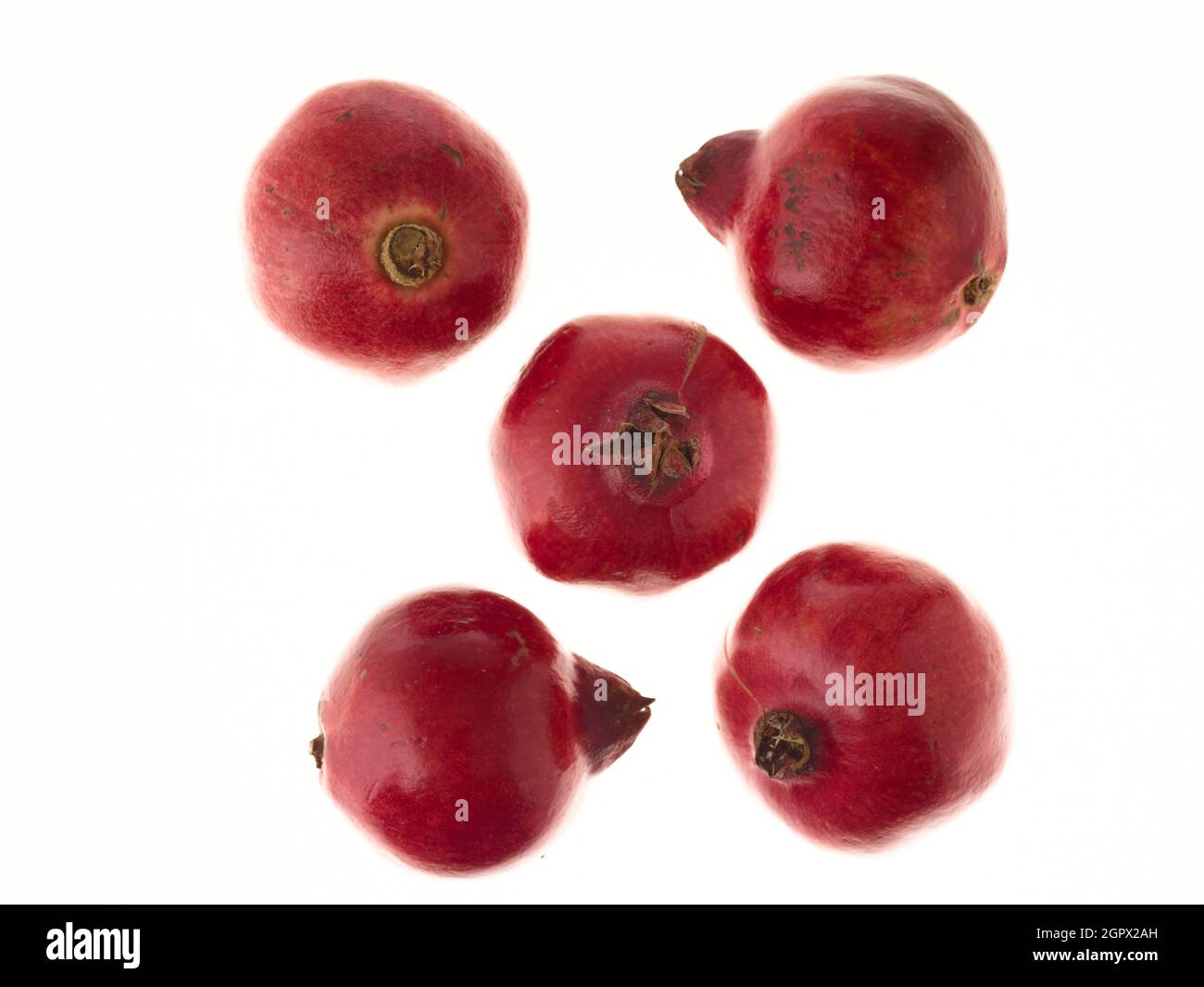 Fruit representation in close-up of versatile Pomegranate fruit and ...