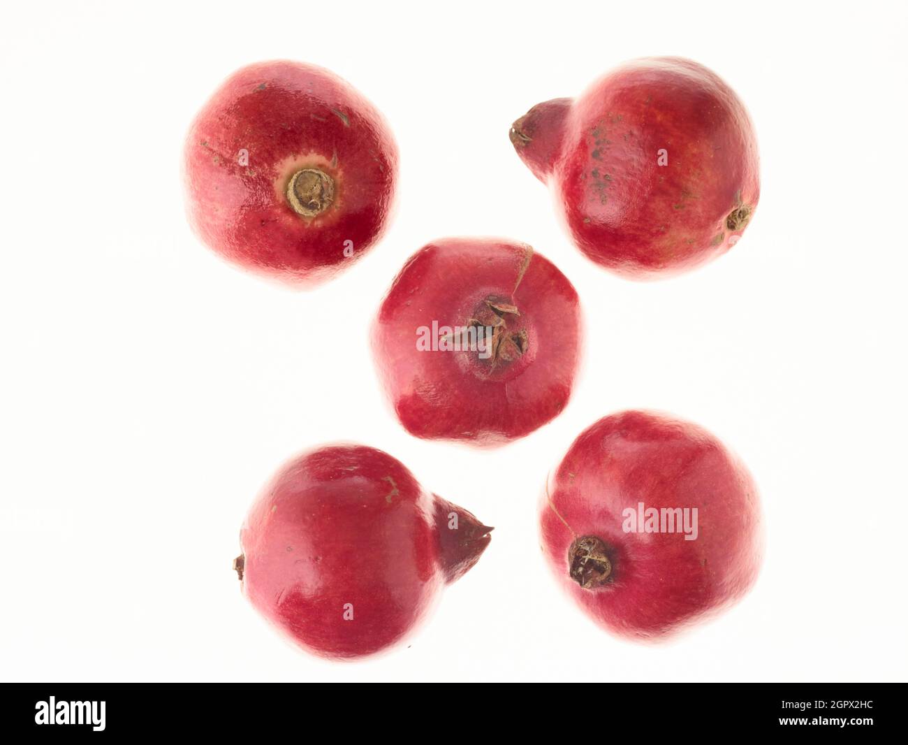 Fruit representation in close-up of versatile Pomegranate fruit and ...