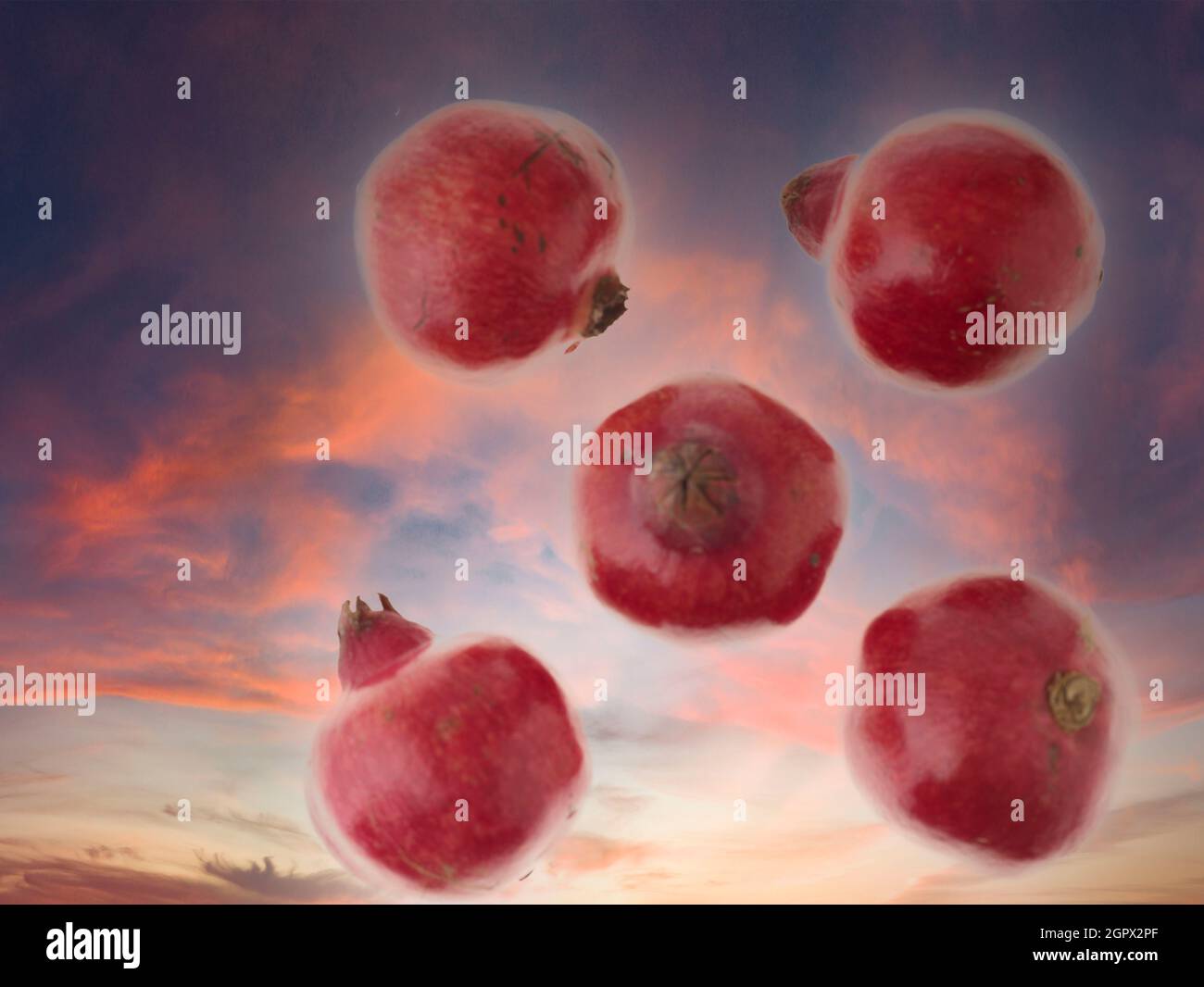 Fruit representation in close-up of versatile Pomegranate fruit and ...