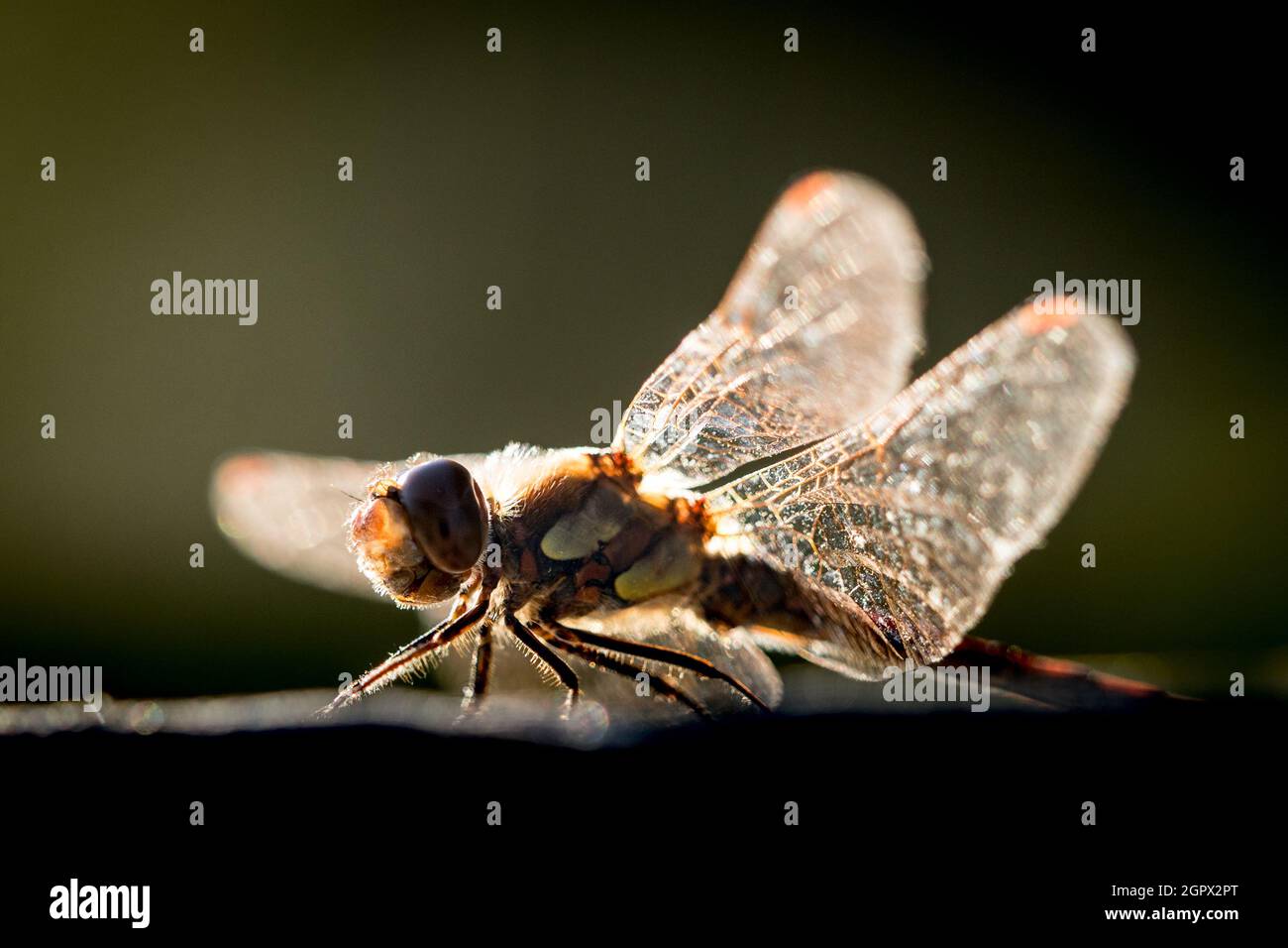 Dragon fly hi-res stock photography and images - Alamy