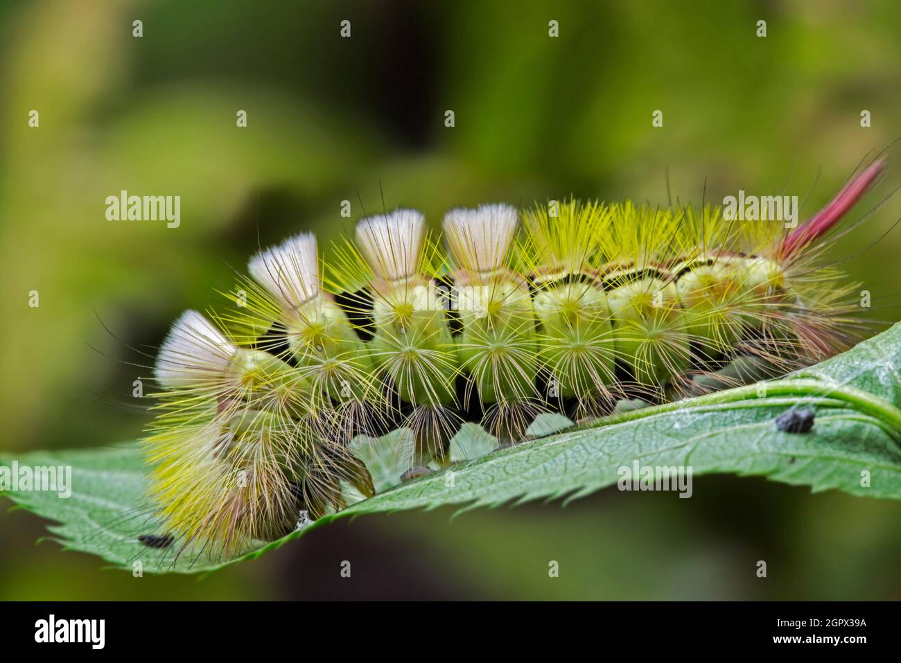 Pale tussock (Calliteara pudibunda / Phalaena pudibunda) colourful ...