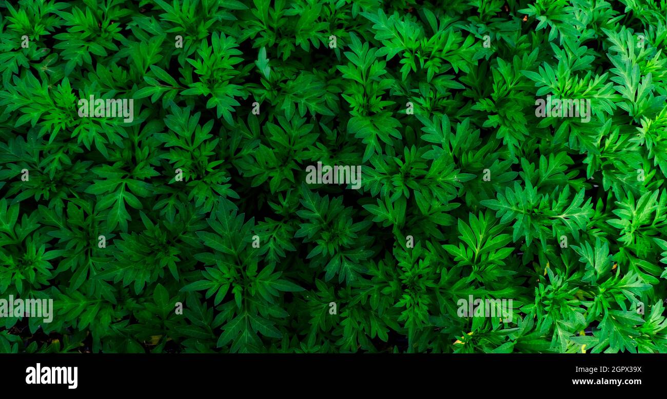 abstract backdrop or fresh green leaves texture background, monsoon ...