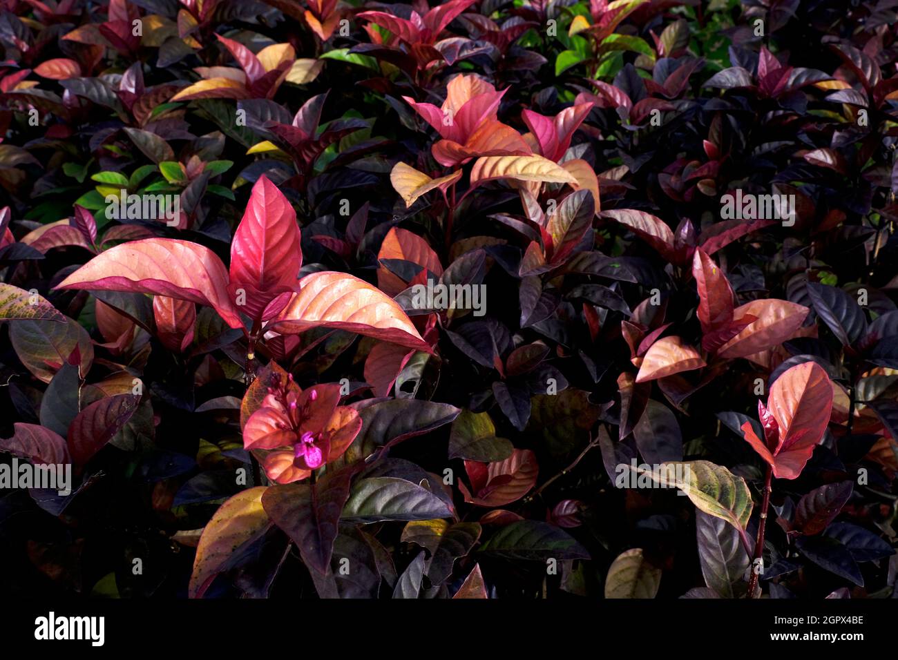 abstract backdrop or Red leaves texture background, monsoon mood Stock ...