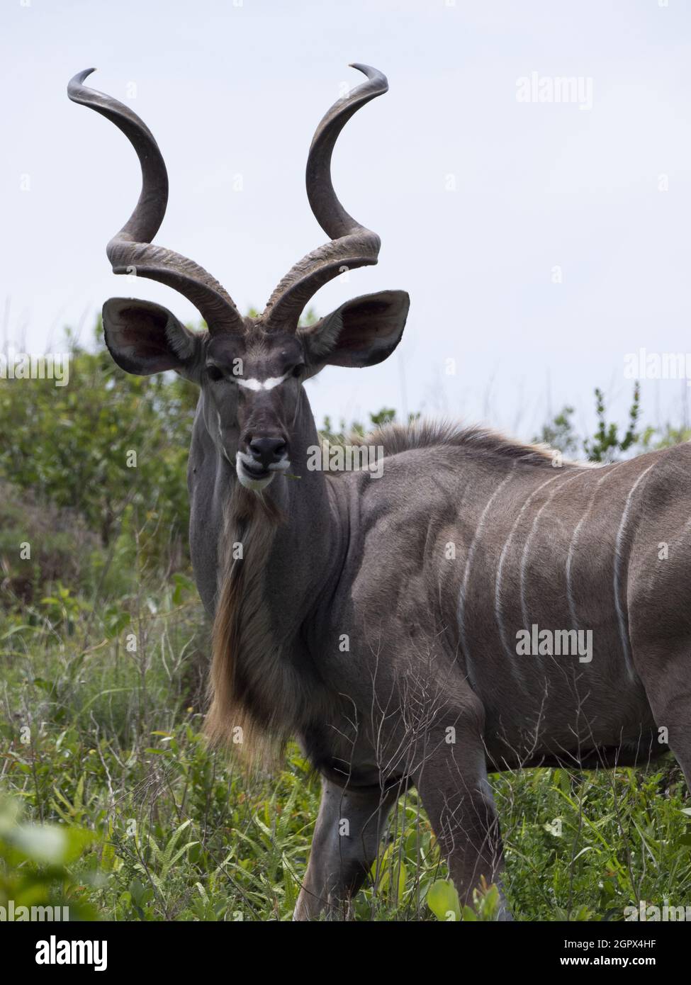 Vertical shot of a beautiful antelope captured in South Africa Stock ...