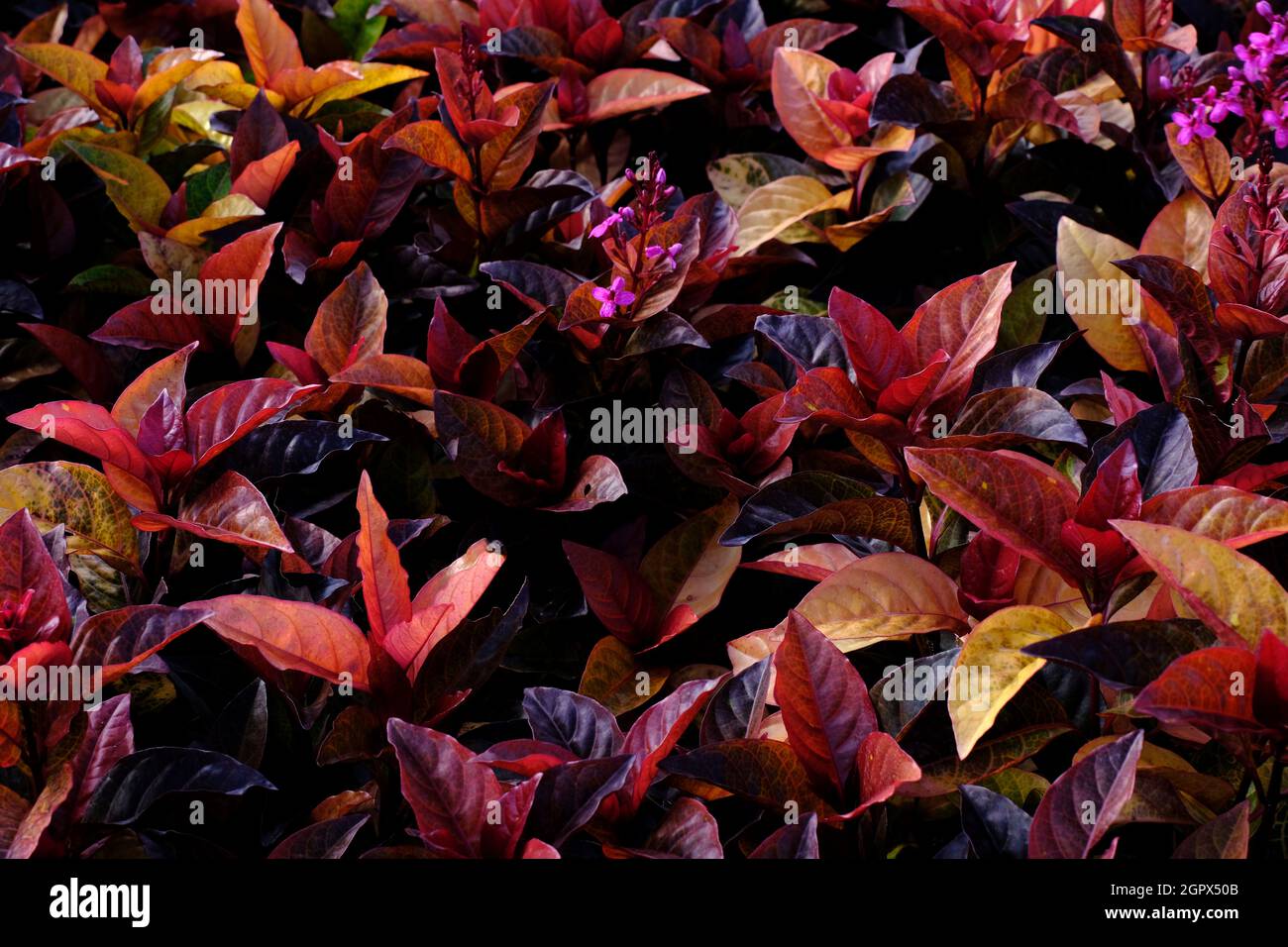 abstract backdrop or Yellow Red leaves texture background, monsoon mood ...
